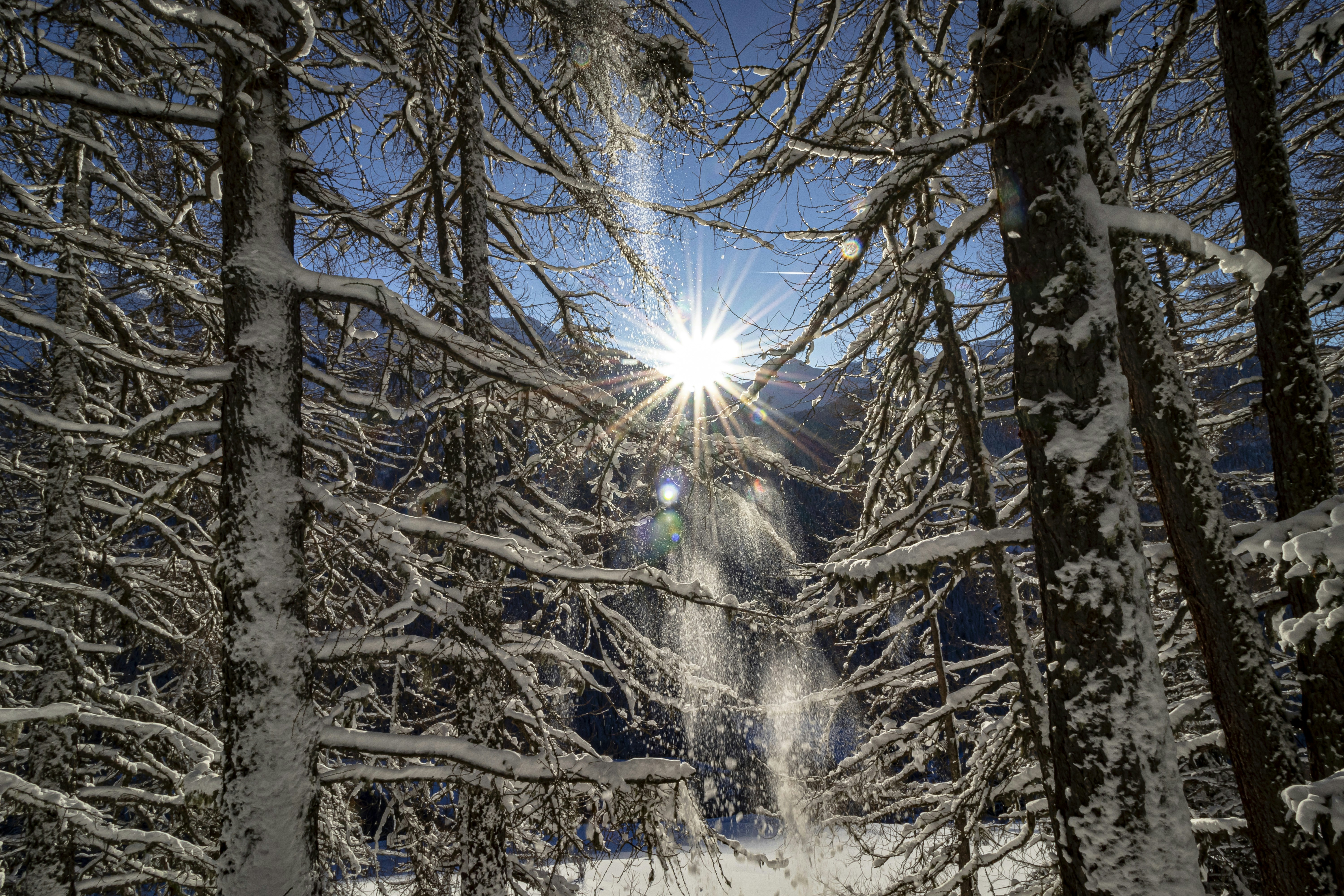 Sunburst Through Snow-Kissed Pines