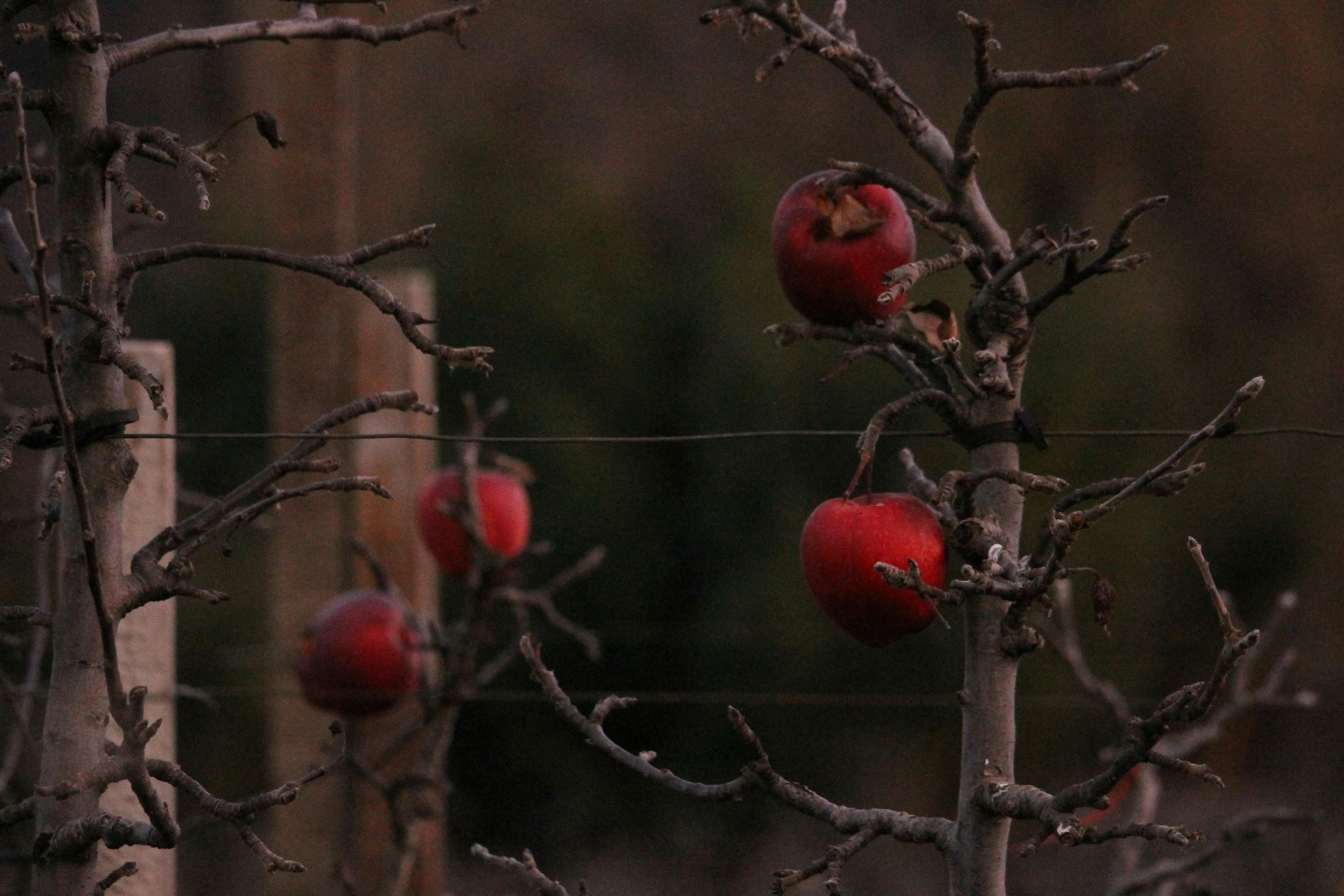 Whispers of Autumn's Harvest