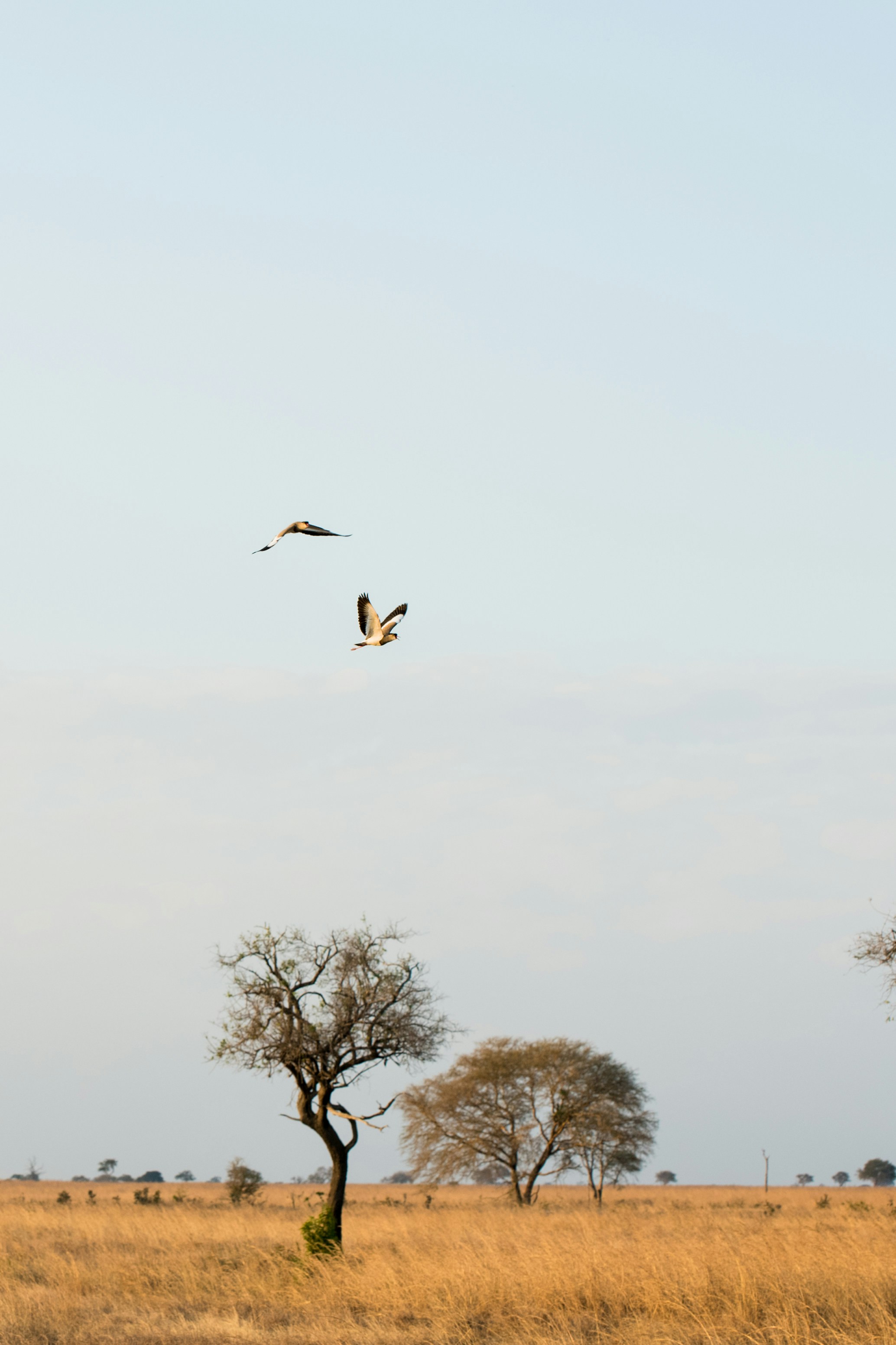 Winged Duo Over a Sunlit Savannah