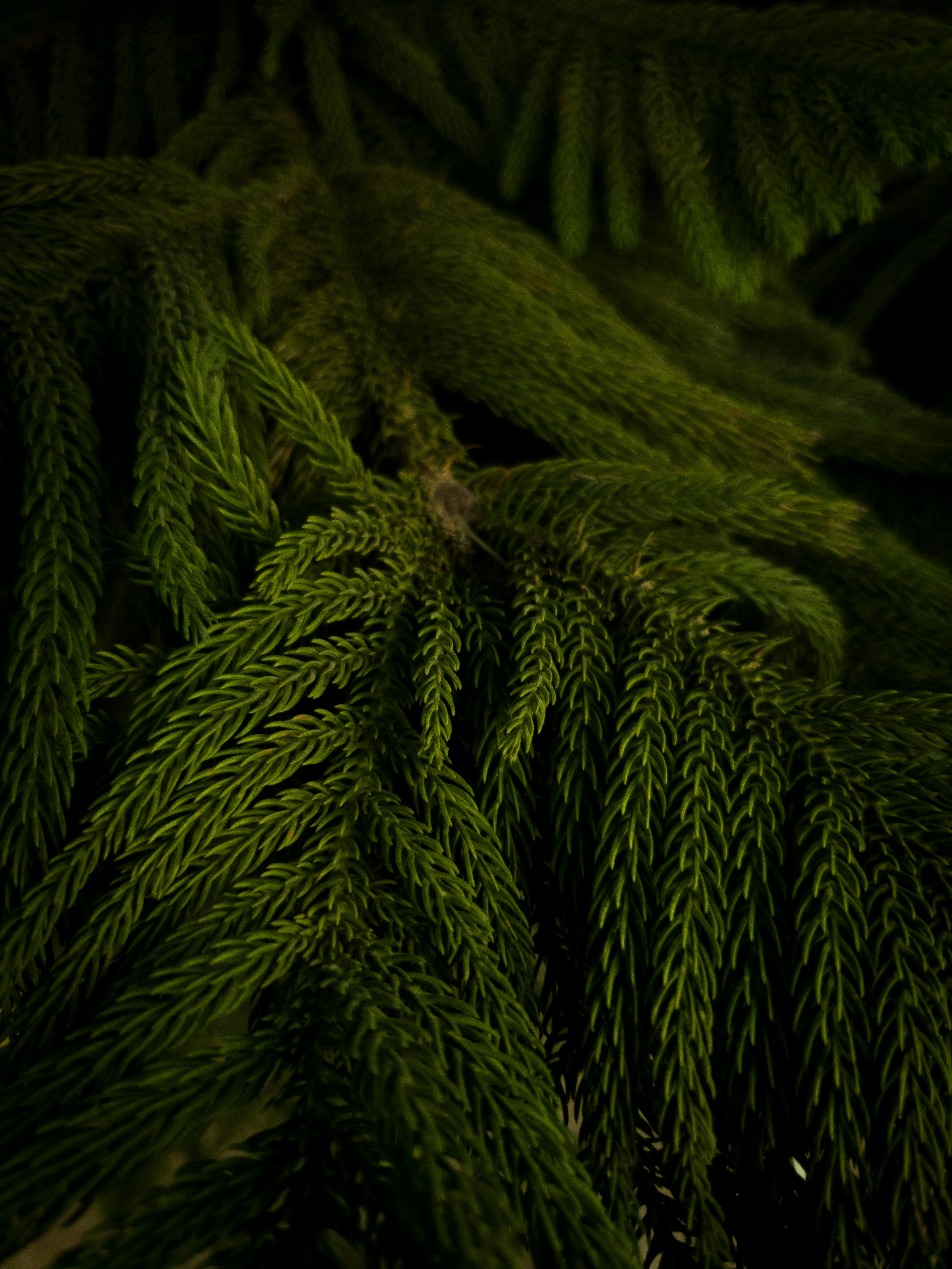 Emerald Weave in the Dark: Close-Up of Pine Needle Texture