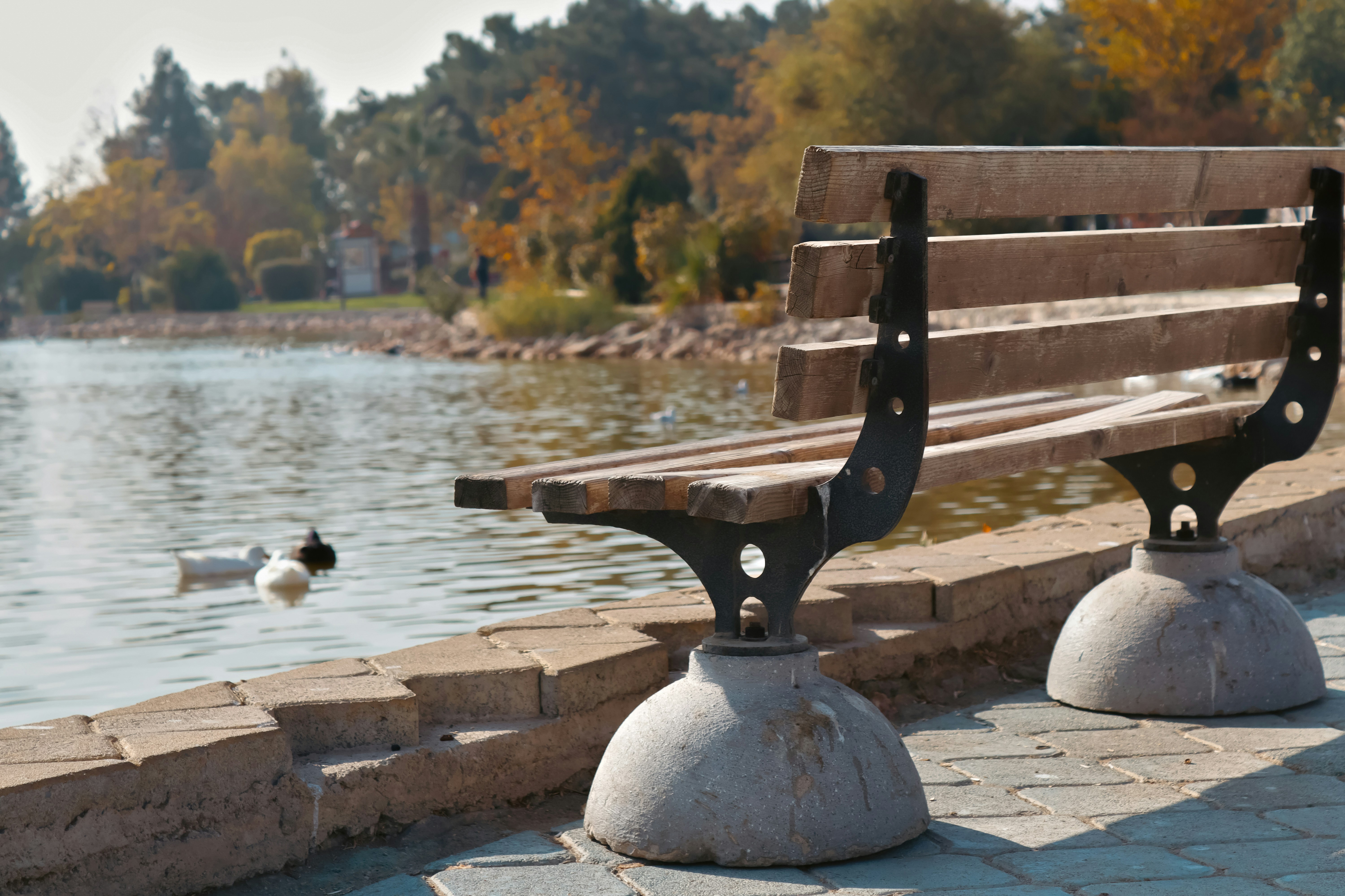 Wooden bench by a calm lake with ducks swimming nearby under autumn foliage.