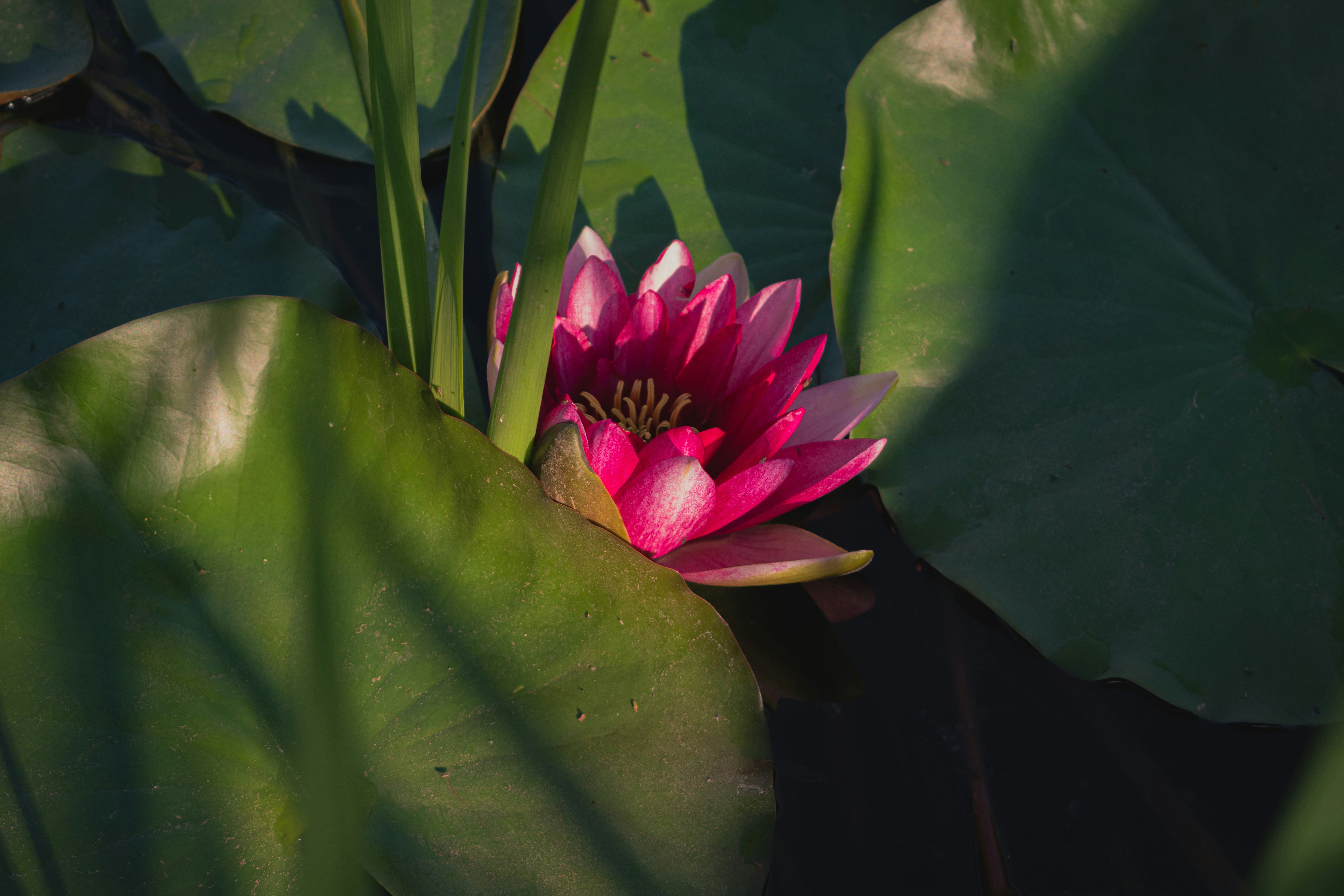 Pink Water Lily Peeking Through Shadowed Lily Pads