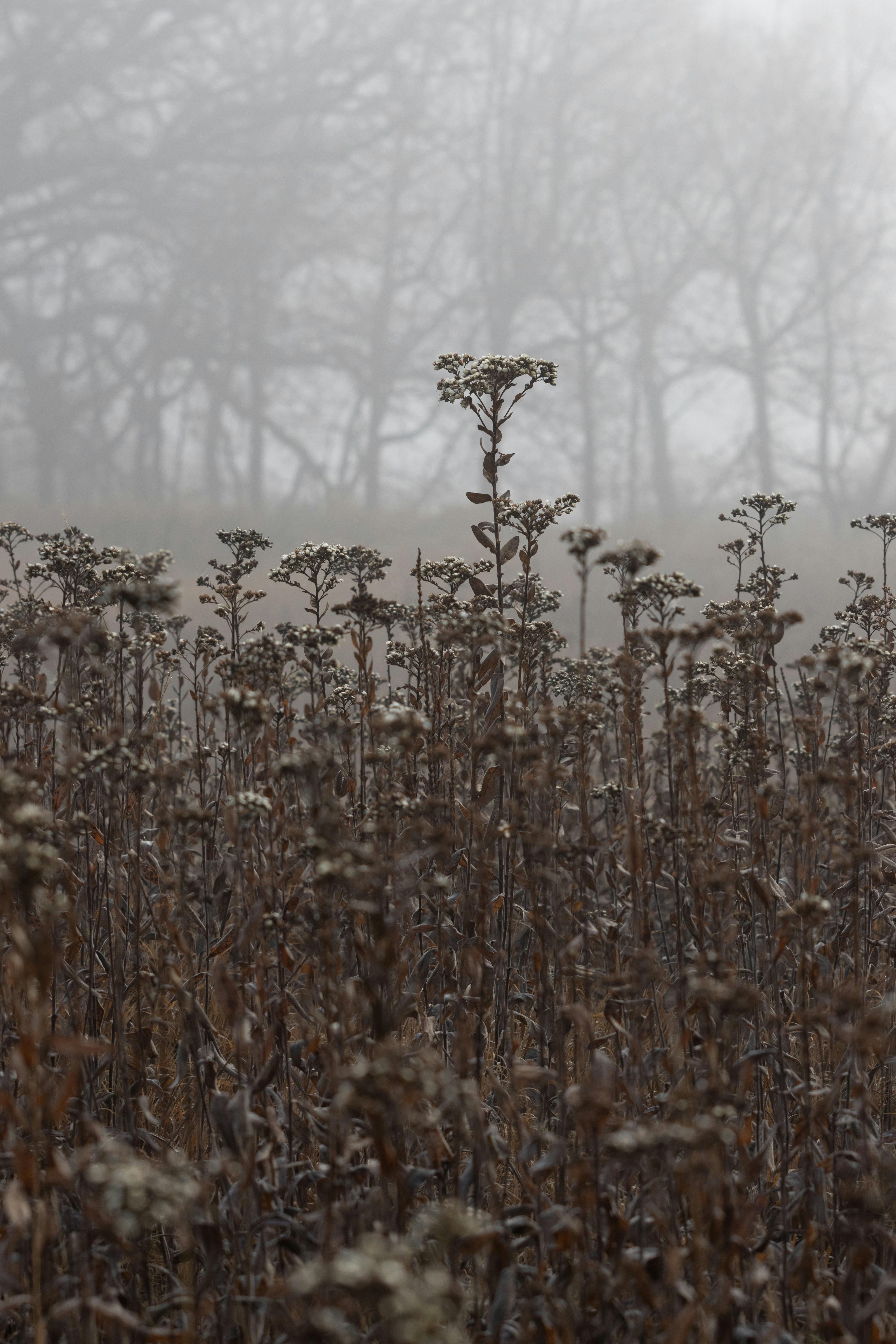 Winter Field Sentinel: A Single Tall Stem in Low Fog