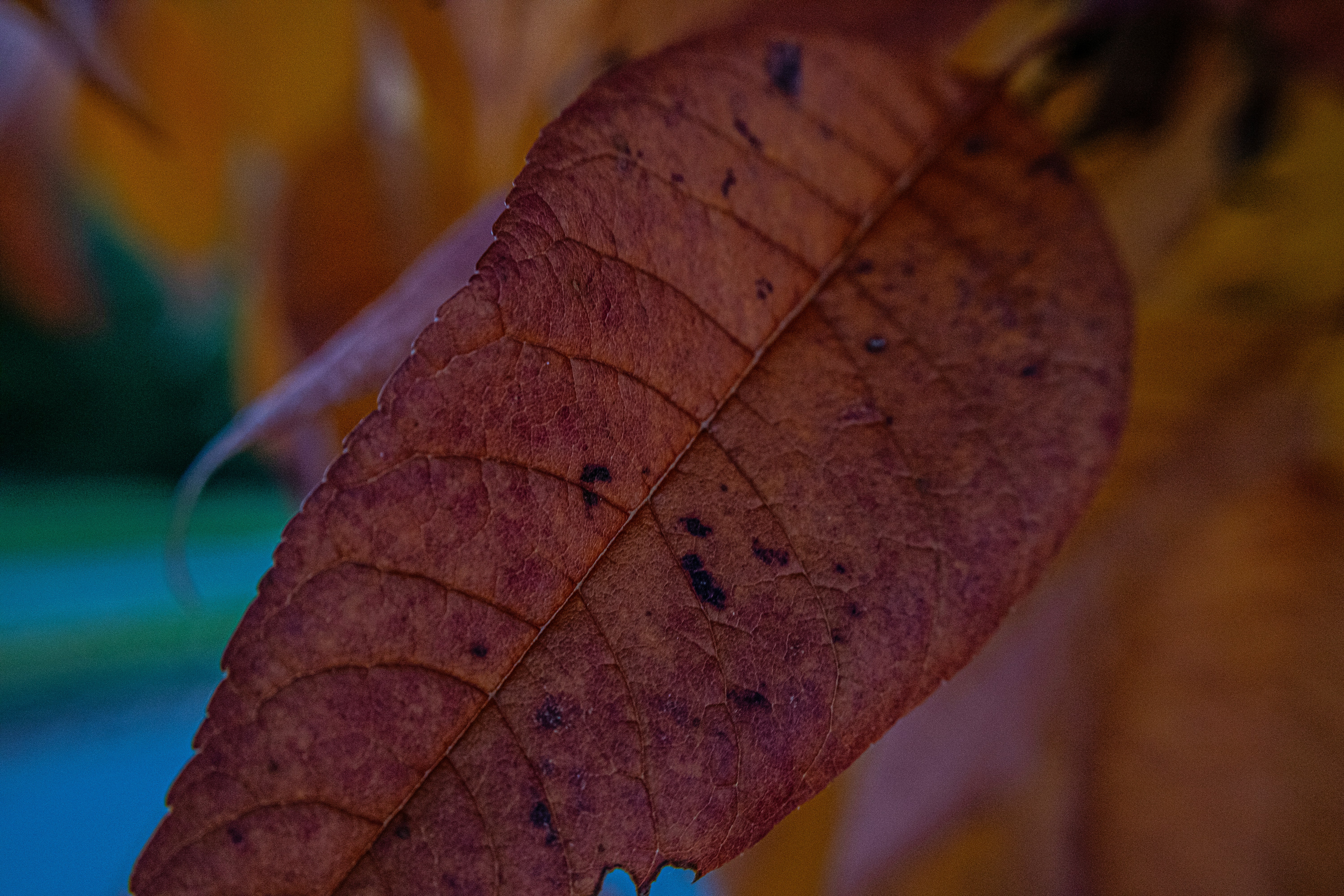 Purple Vein in Autumn: A Close-Up Leaf Framed by a Cool Blue Blur