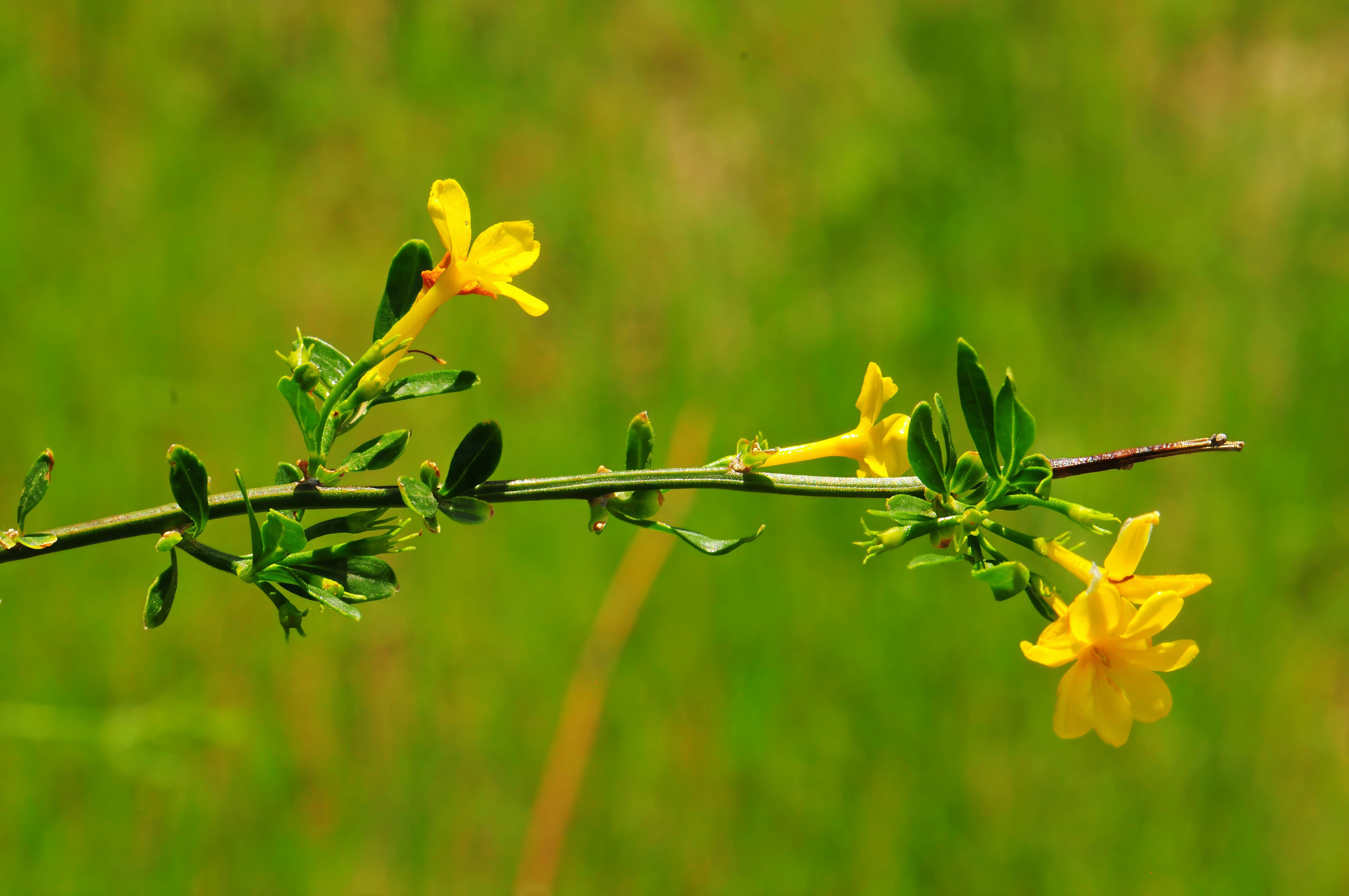 Yellow blossoms on a slender branch reach toward a sunlit meadow