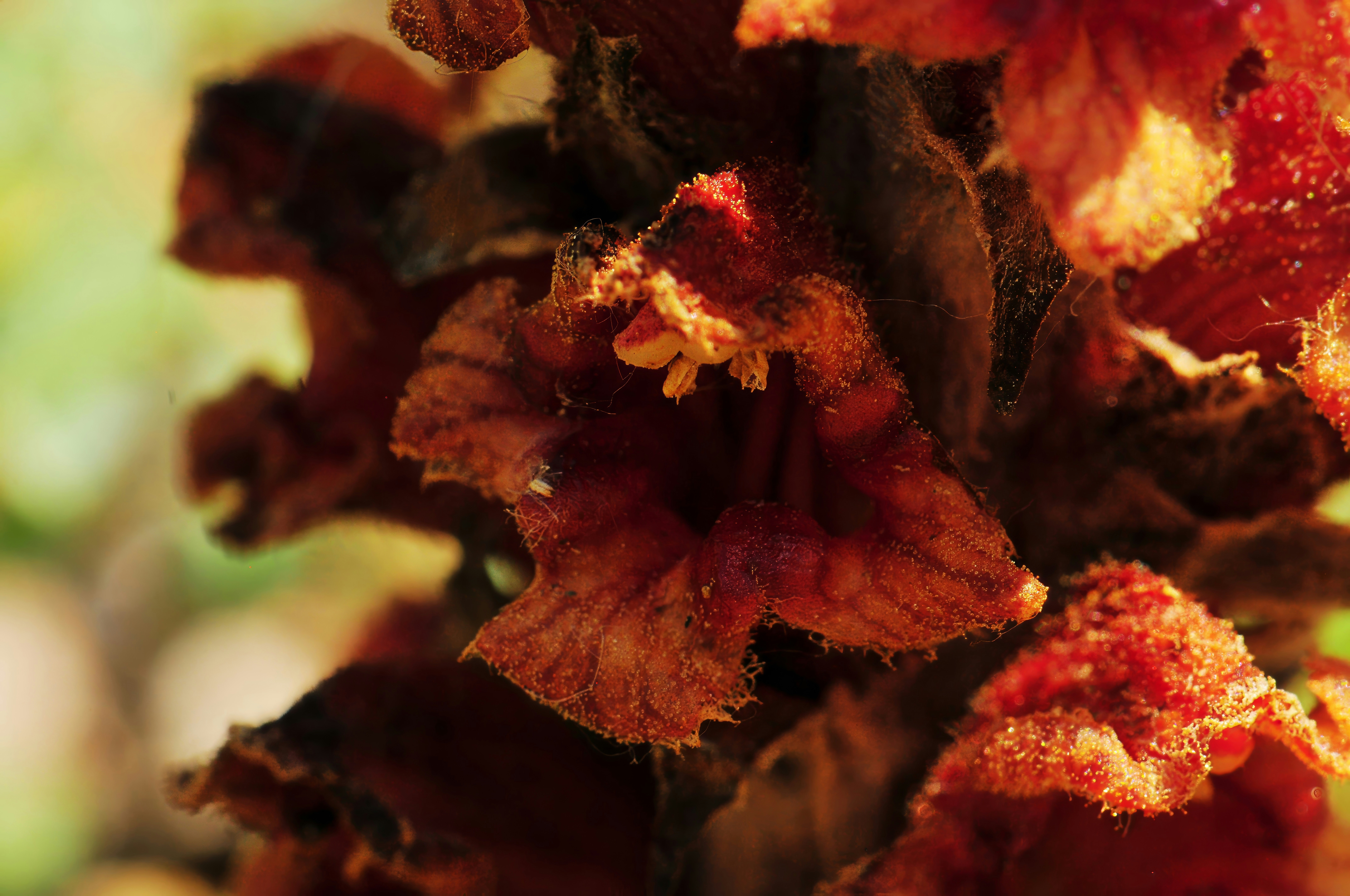 Velvet Ember: Macro Portrait of Crinkled Crimson Petals