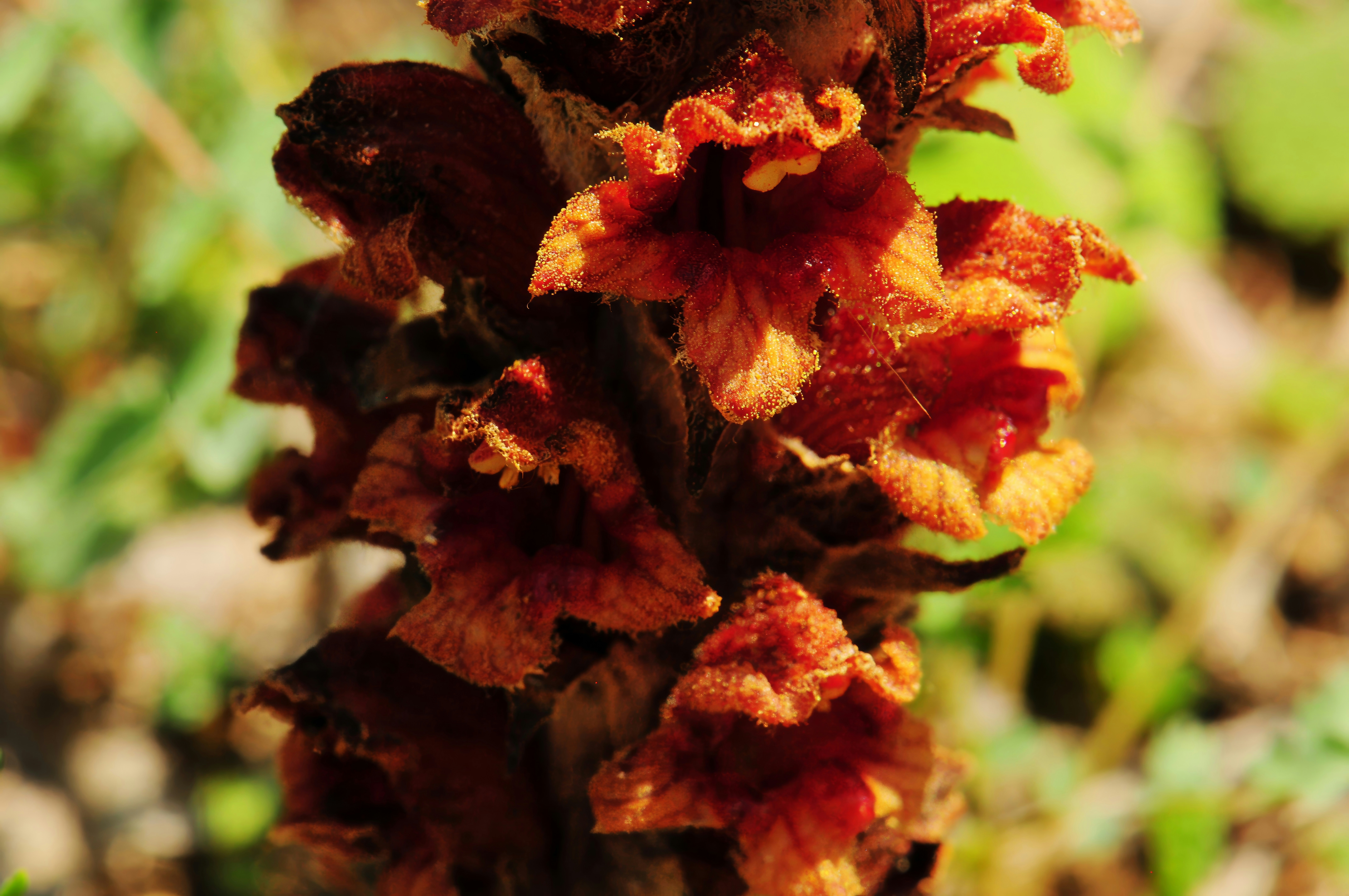 Crimson Frill: Macro Close-Up of a Fire-Orange Bloom