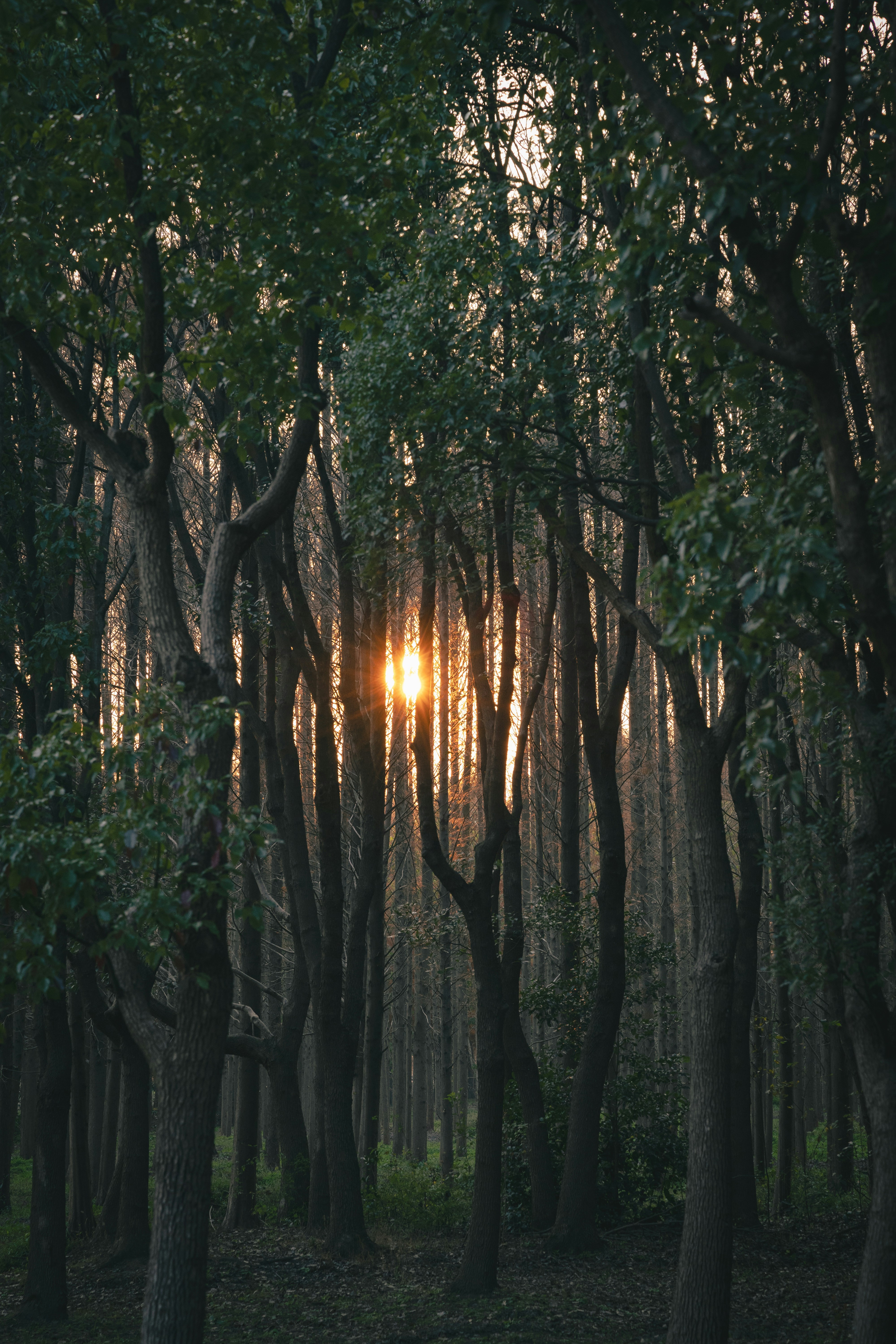 The sun is shining through the trees in the forest photo – Free Forest ...
