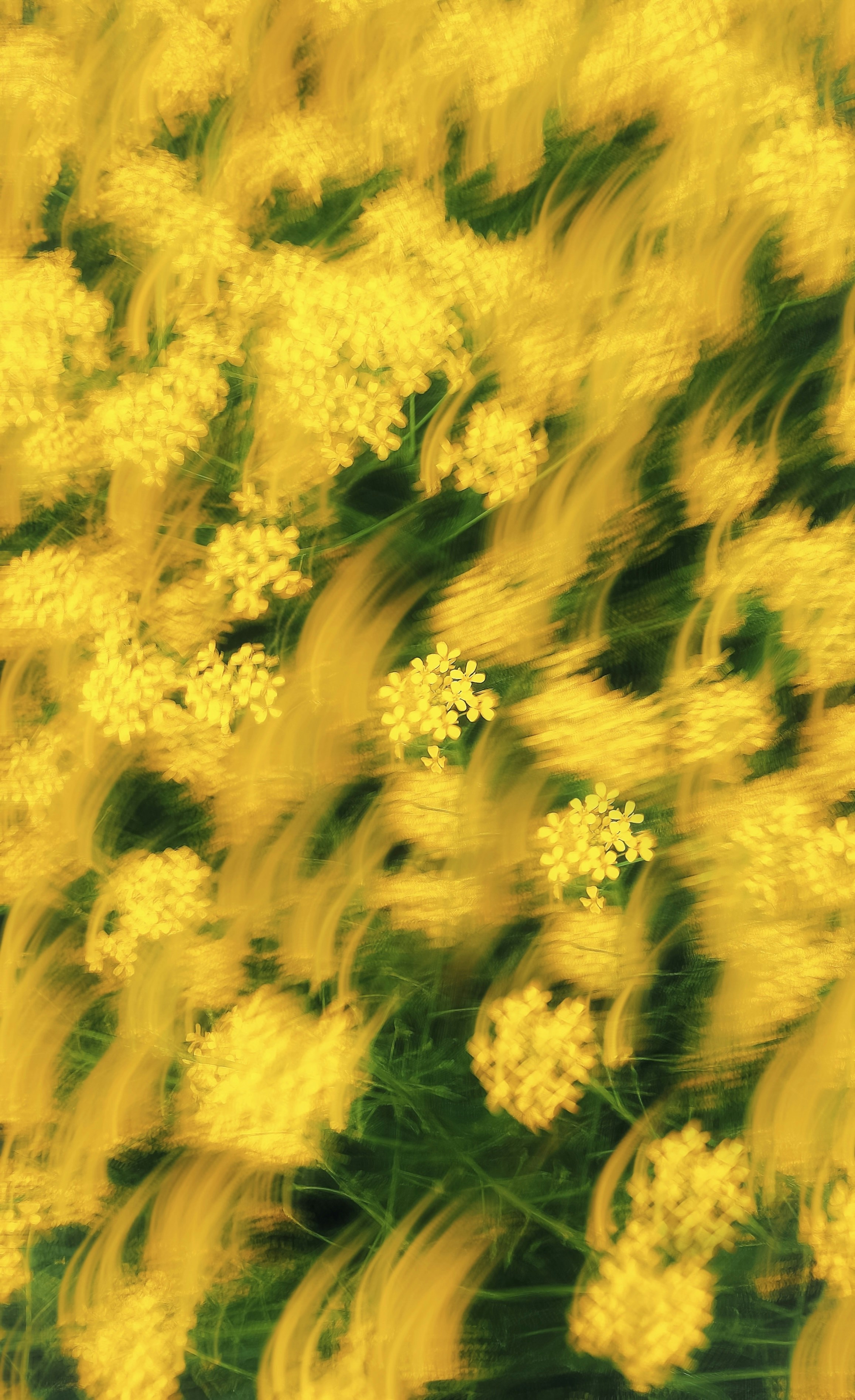 A bunch of yellow flowers in a field photo – Free Yellow color Image on ...
