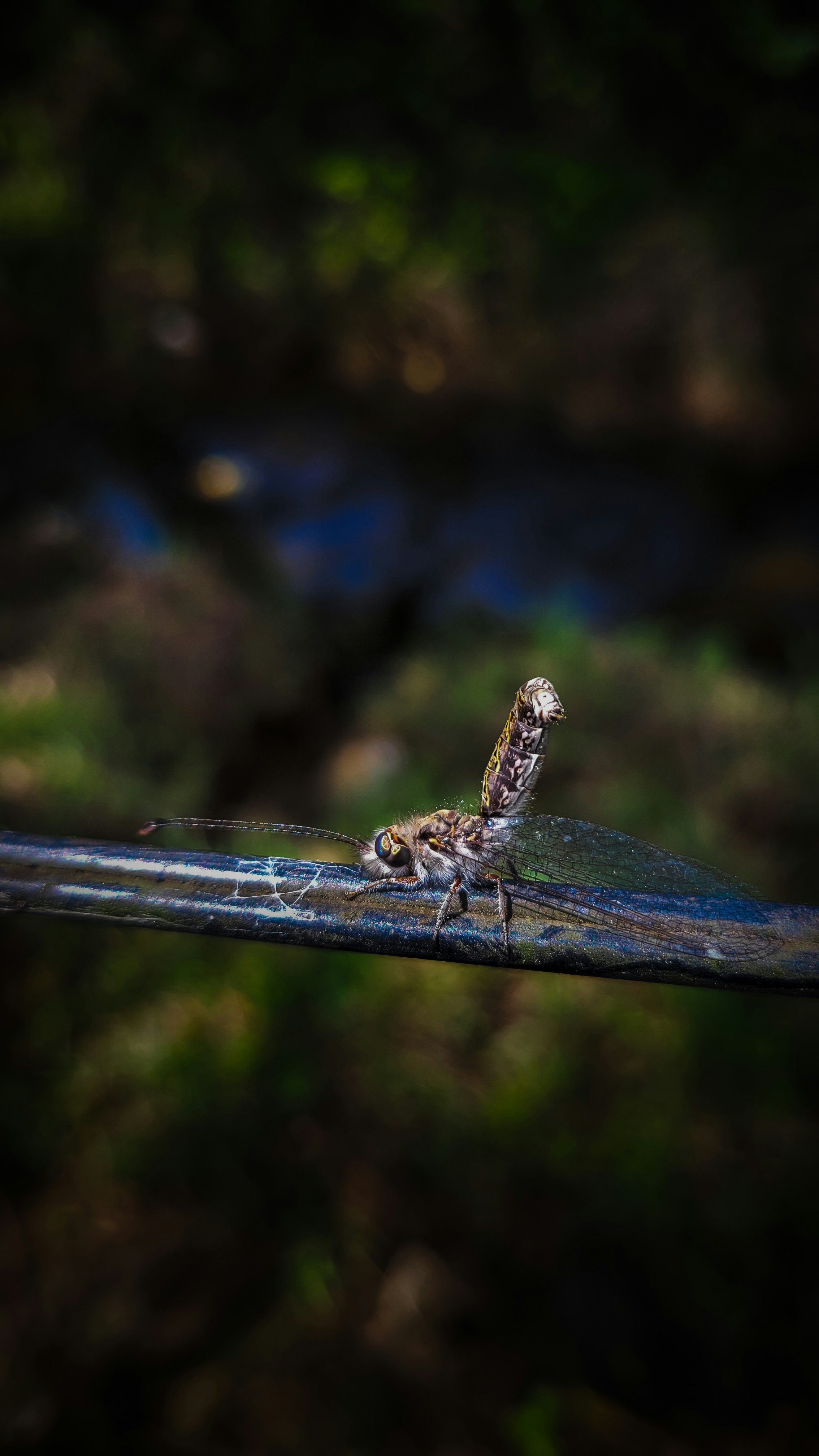 Dragonfly on a Weathered Rail: a Moment of Precision