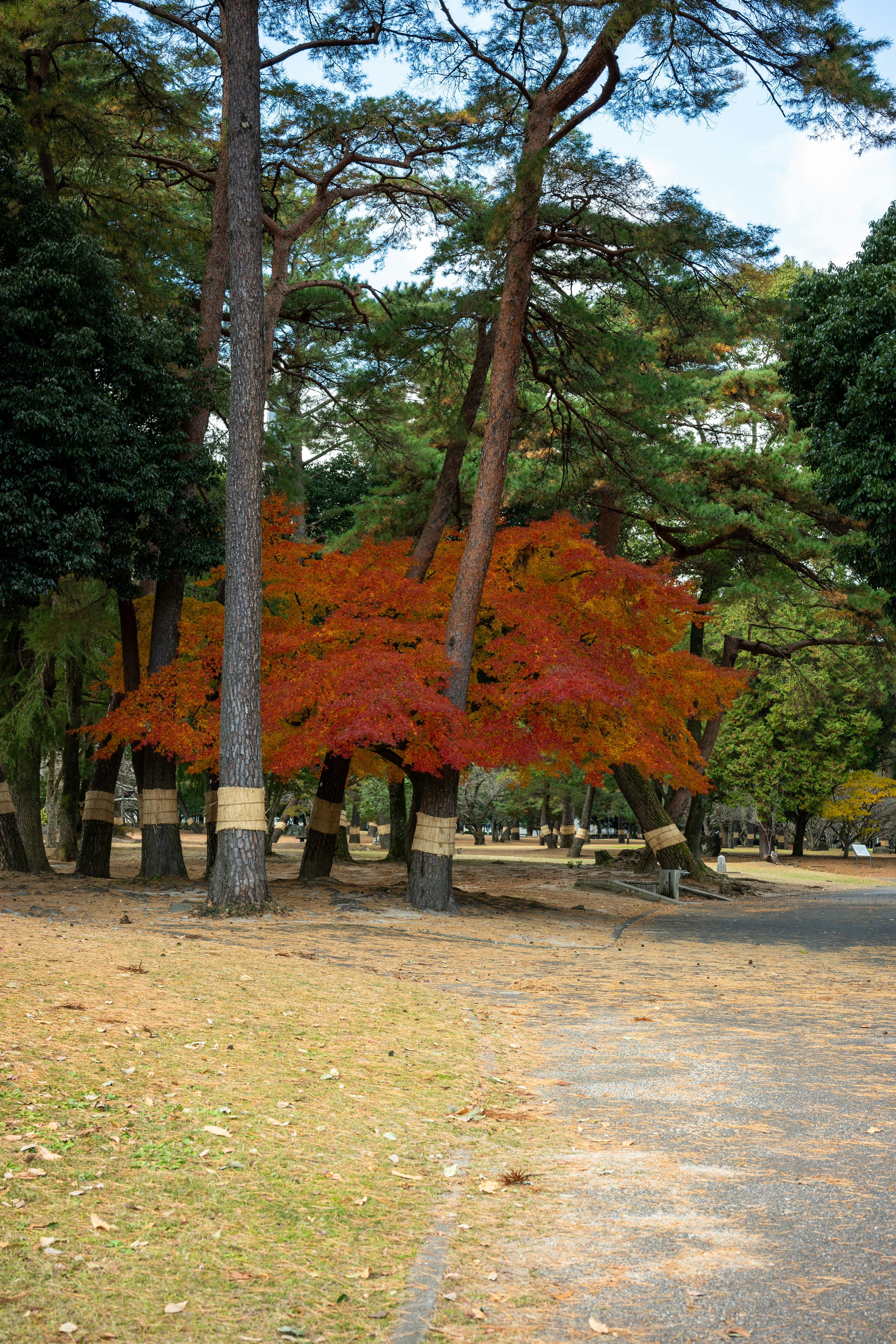 Crimson Maple Among Silent Pines in Autumn Park