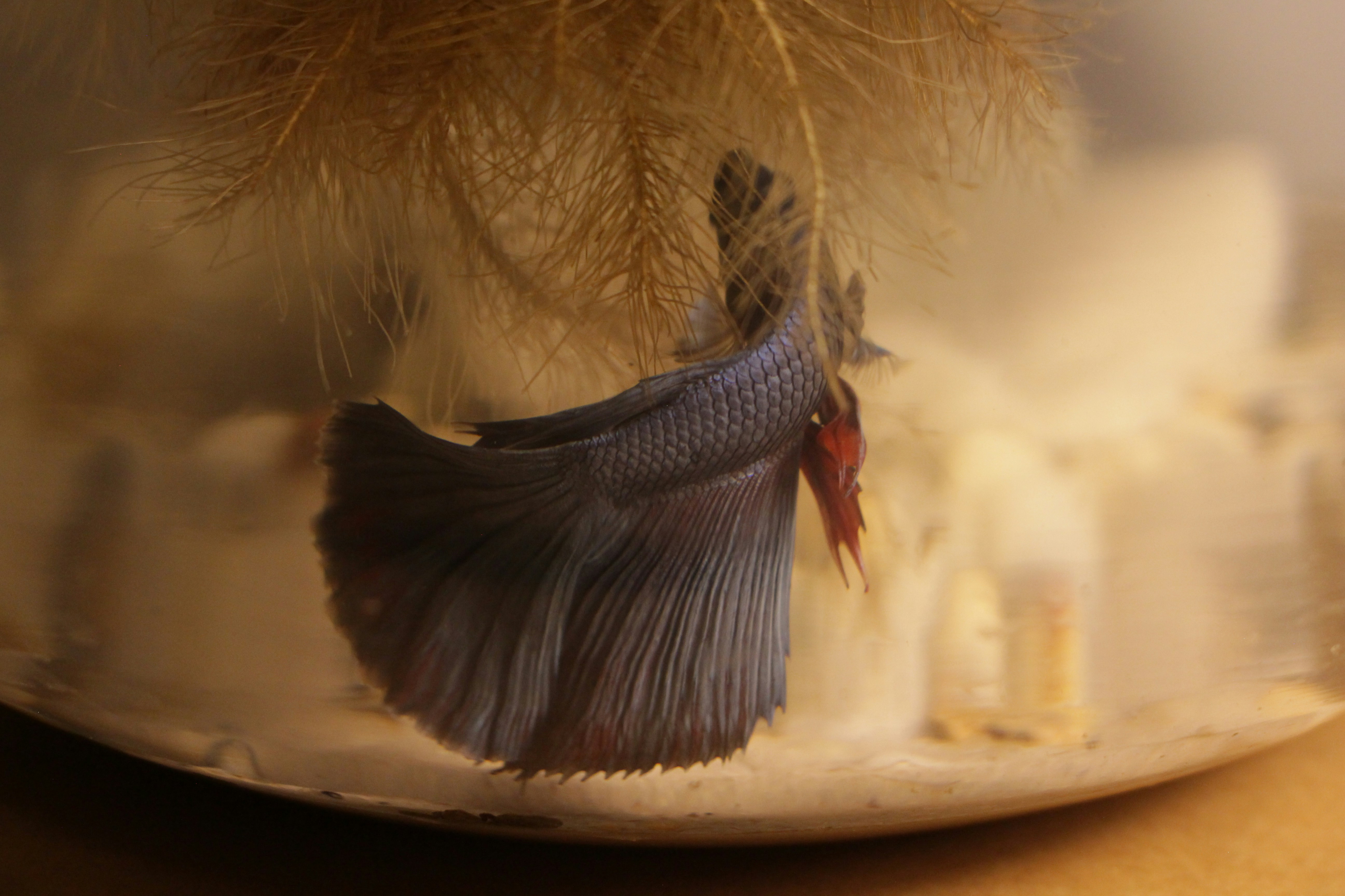 Amber Veil: Velvet-Blue Betta in a Glass Bowl