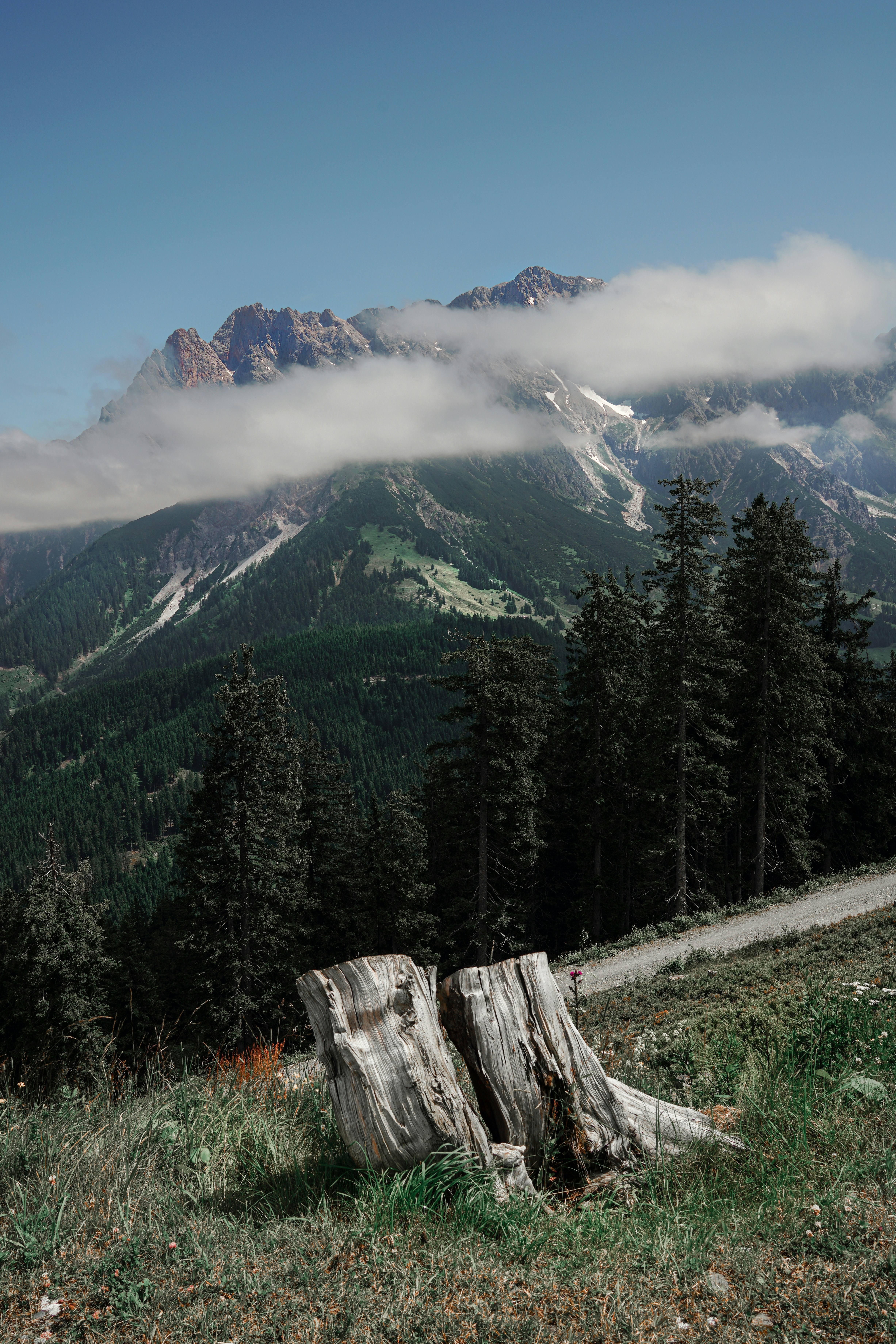 Timeworn Stumps and Cloud-Kissed Peaks