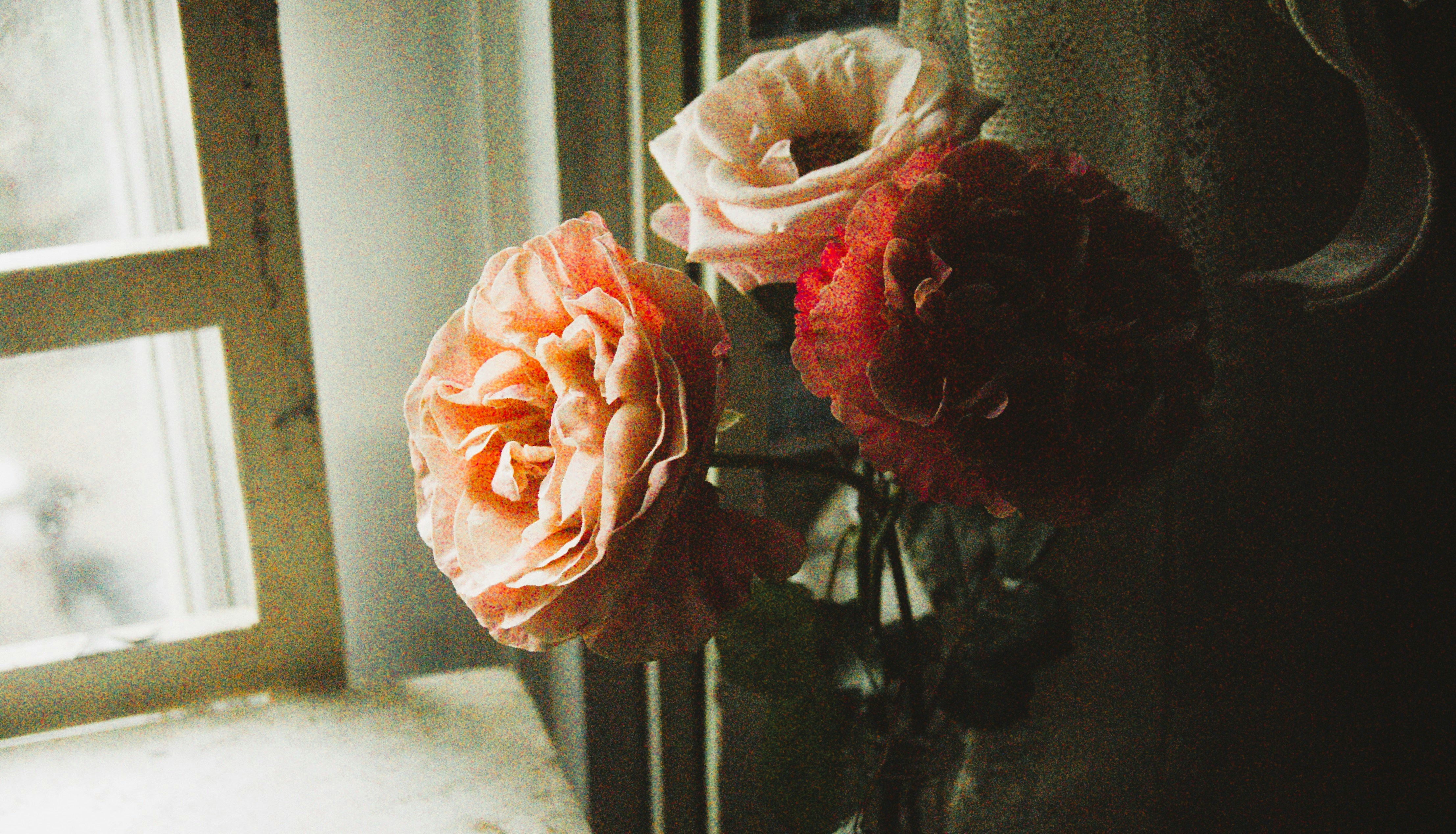 Moody still-life of peach and pink roses by a windowsill, bathed in subdued natural light.