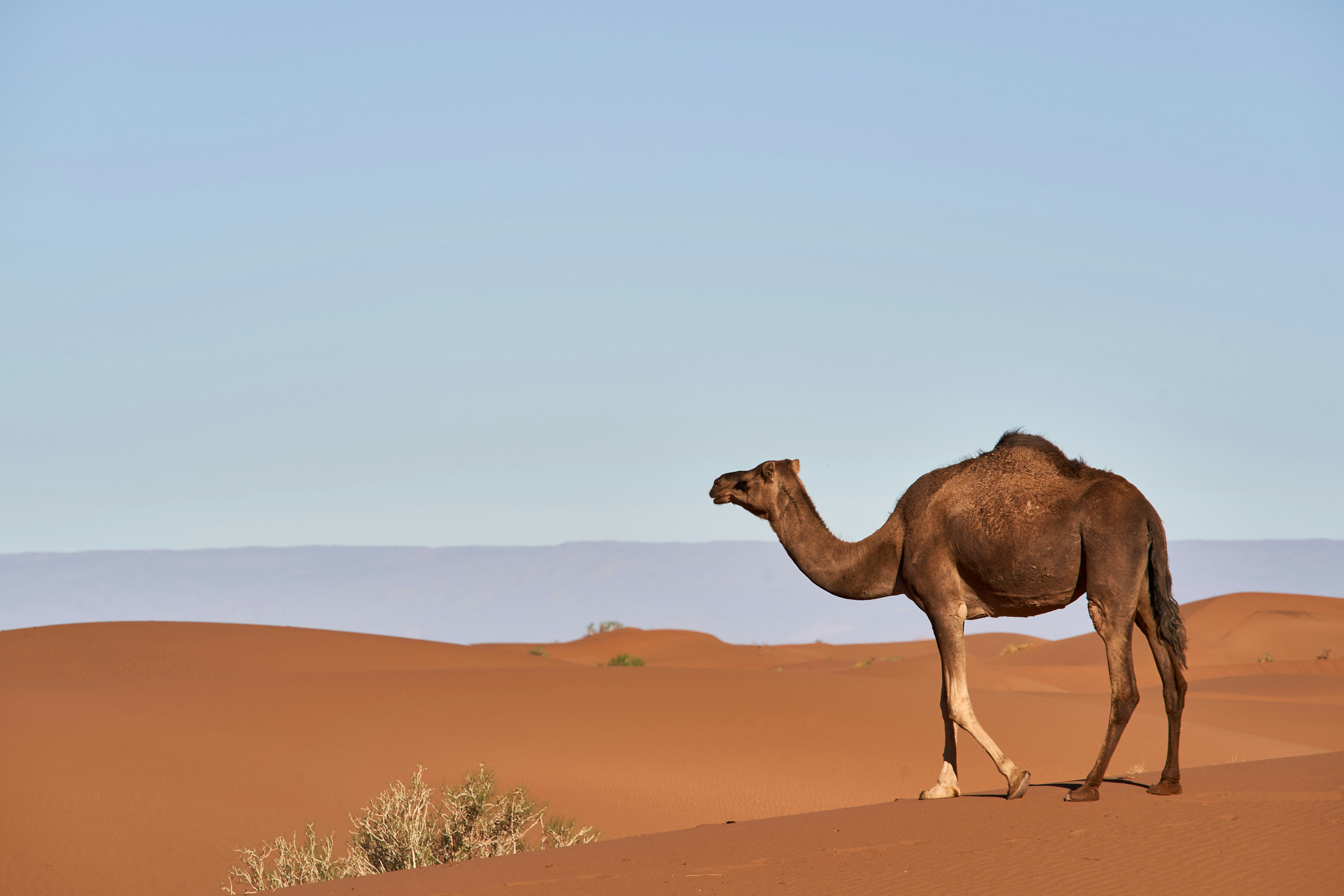 Camel Stride Across Copper Dunes Beneath a Pristine Desert Sky