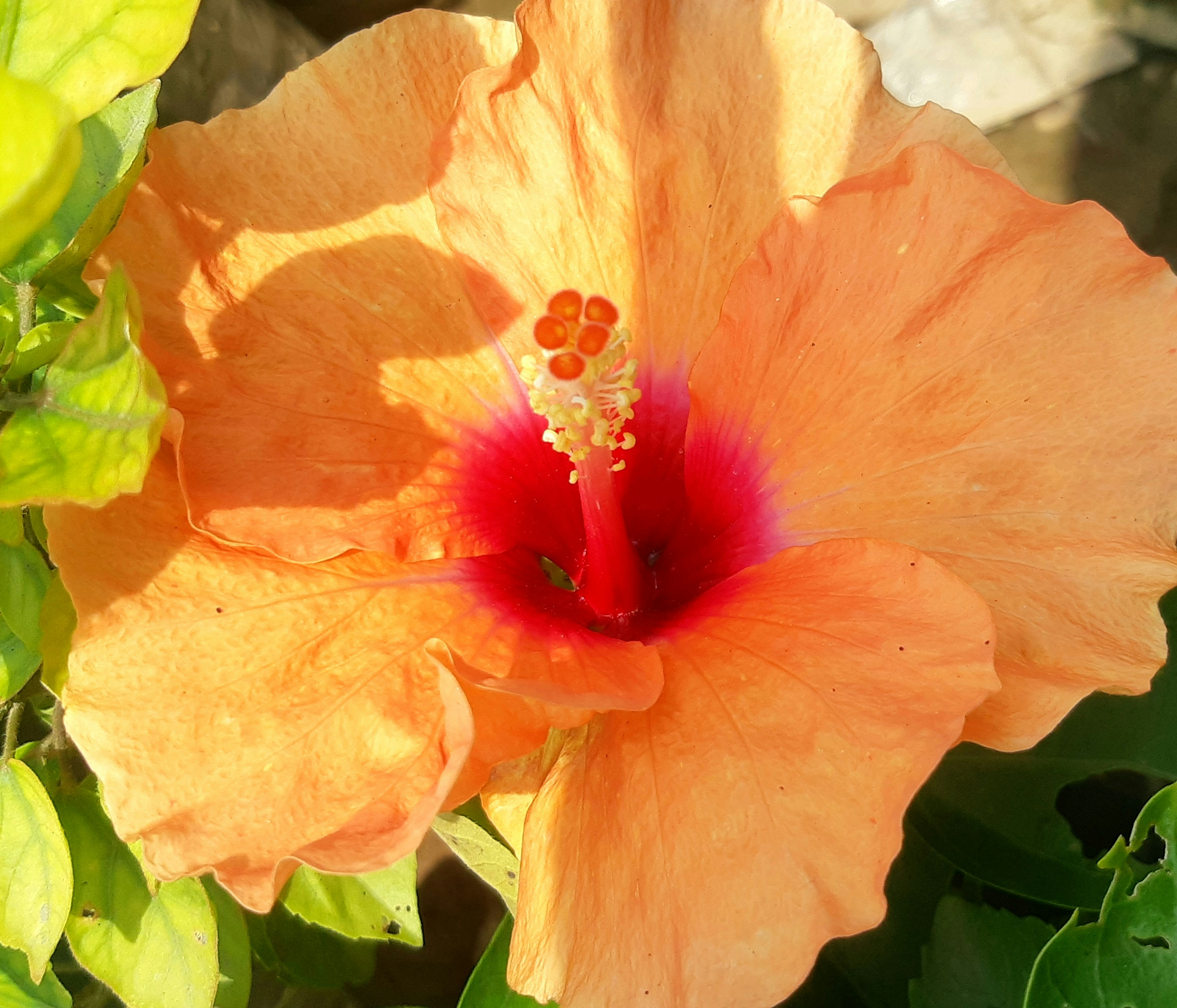 A large orange flower with a red center photo – Free Delhi Image on ...
