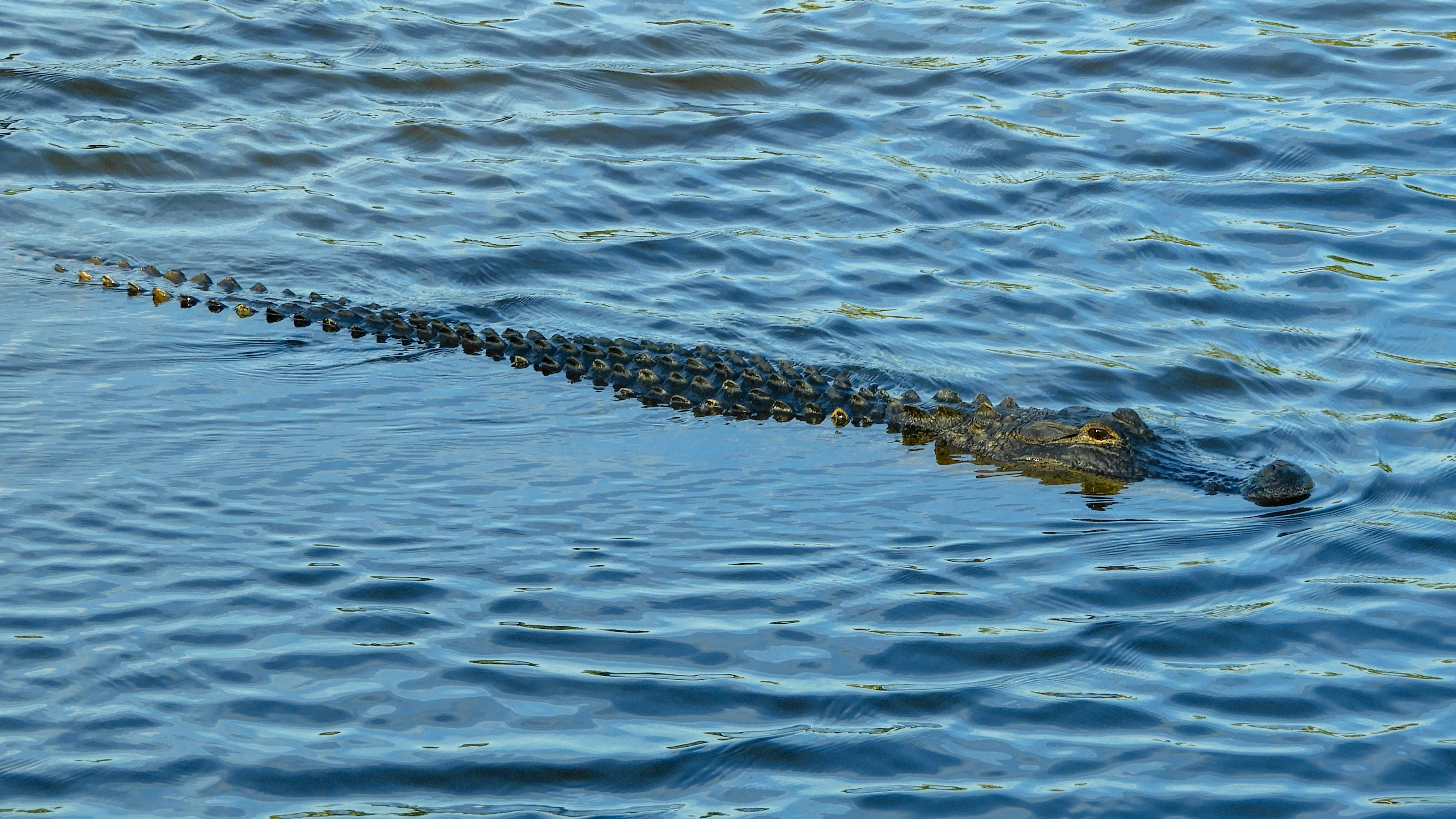 American Alligator