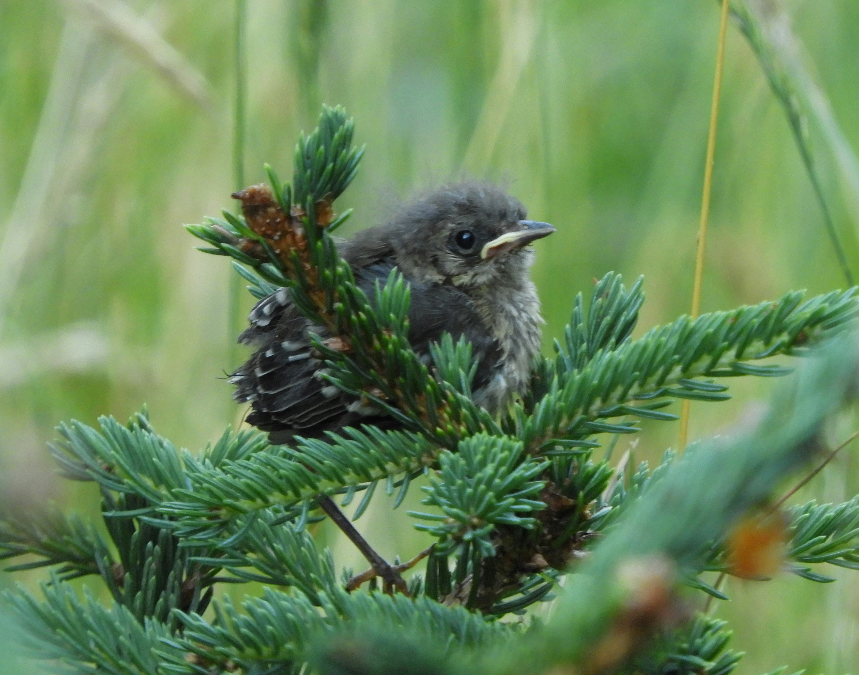 Young Wren in a Pine Needle Crown