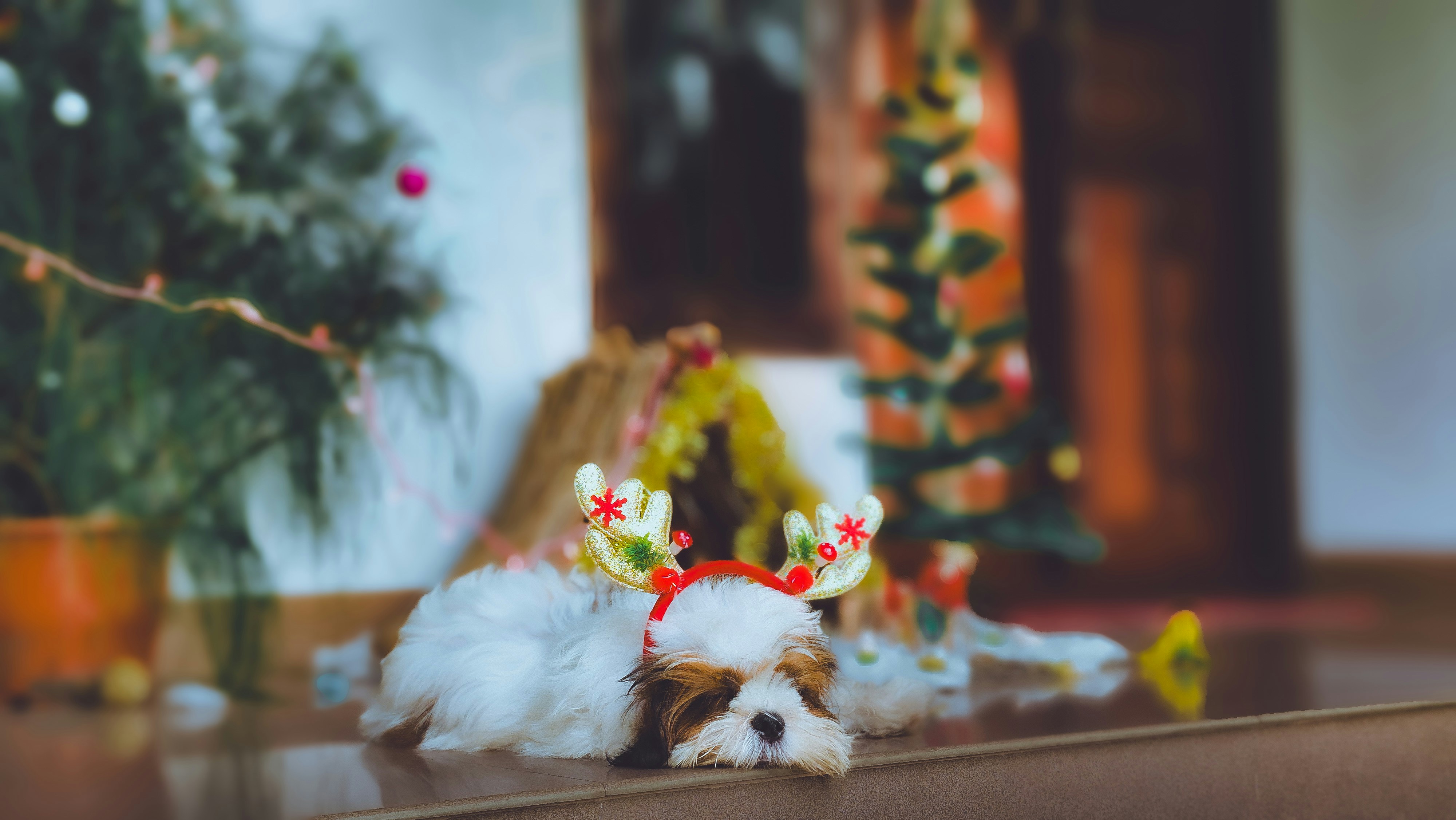 Fluffy dog wearing reindeer antlers rests on a wooden table amid festive Christmas décor, with softly blurred holiday lights in the background.