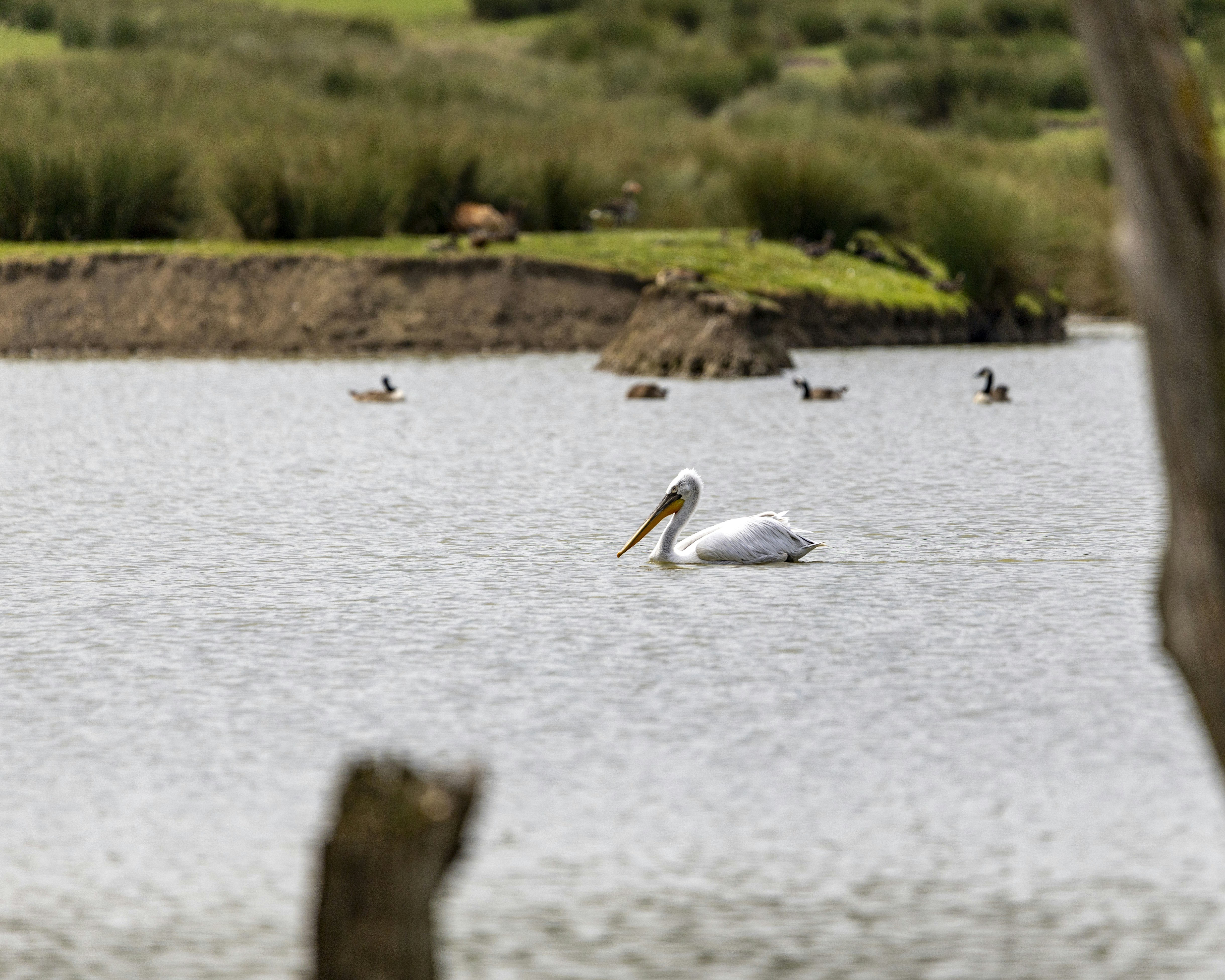 A large body of water with a bunch of birds in it