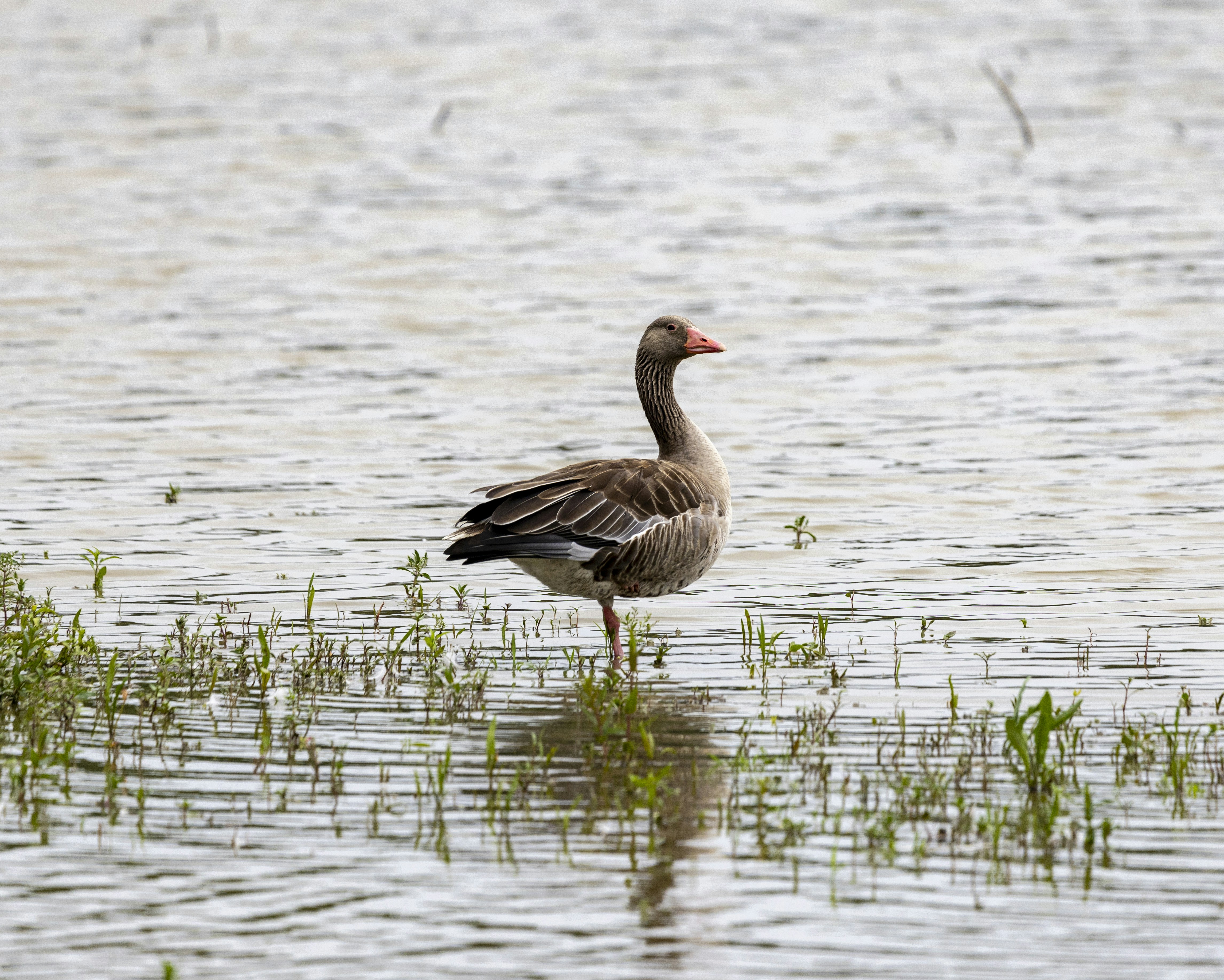 Greylag Goose at the Edge of a Reflective Wetland