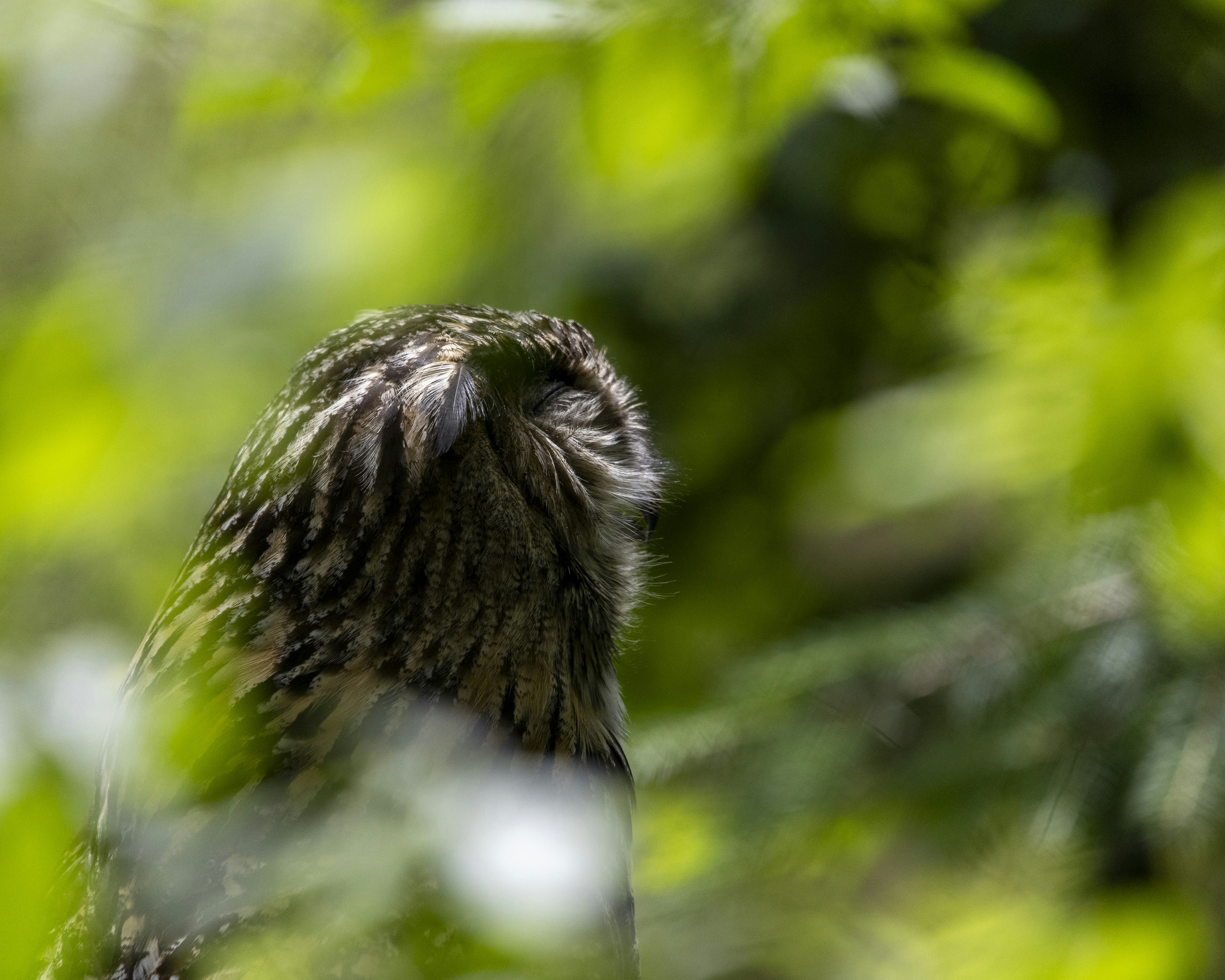 Back View in the Leaves: A Forest Warbler Resting in Dappled Light