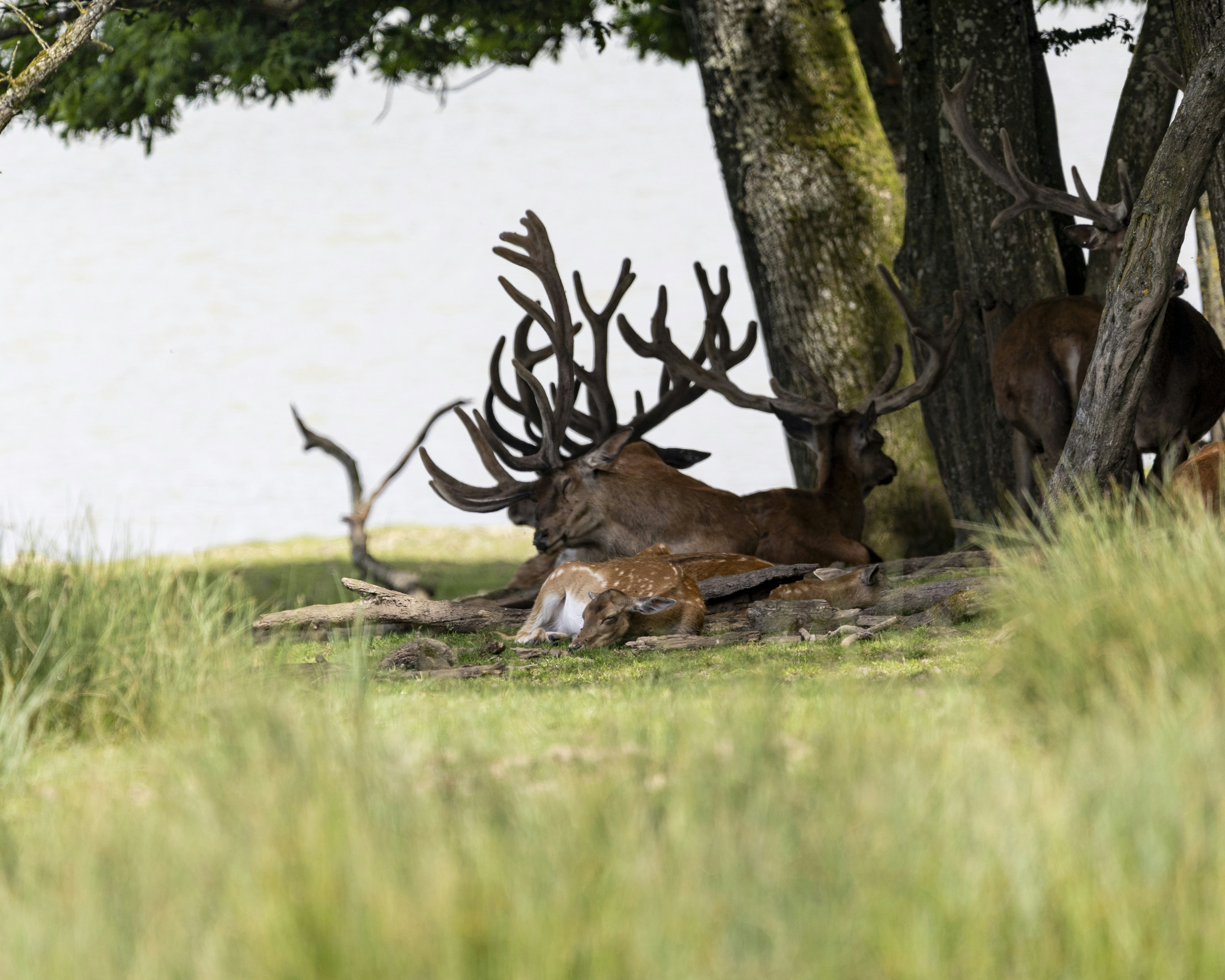 Antlered Tranquility: Resting Elk in a Sun-Dappled Clearing