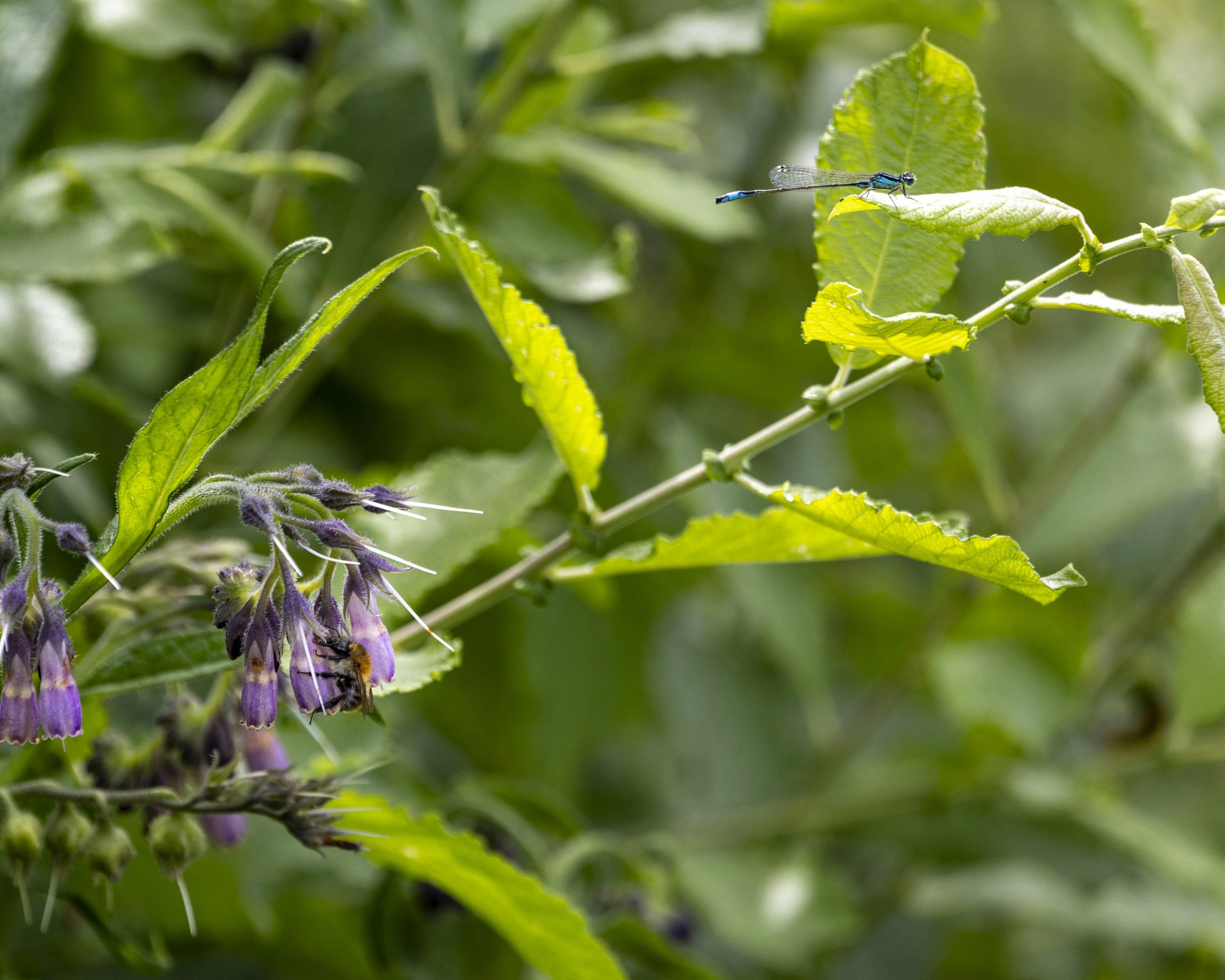 Azure Dragonfly on a Green Stem, Framed by Violet Blooms