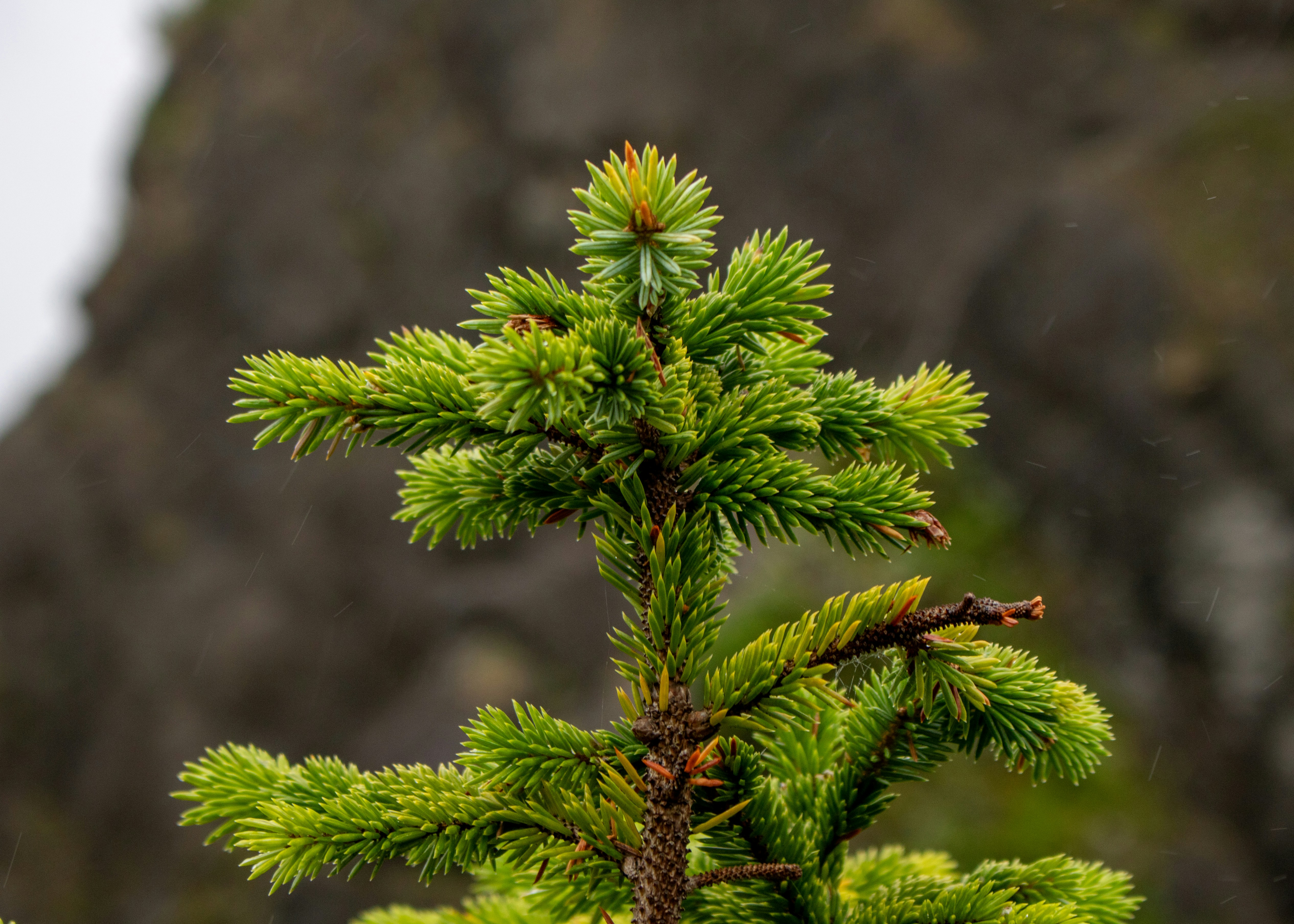 A close up of a pine tree with a mountain in the background photo ...