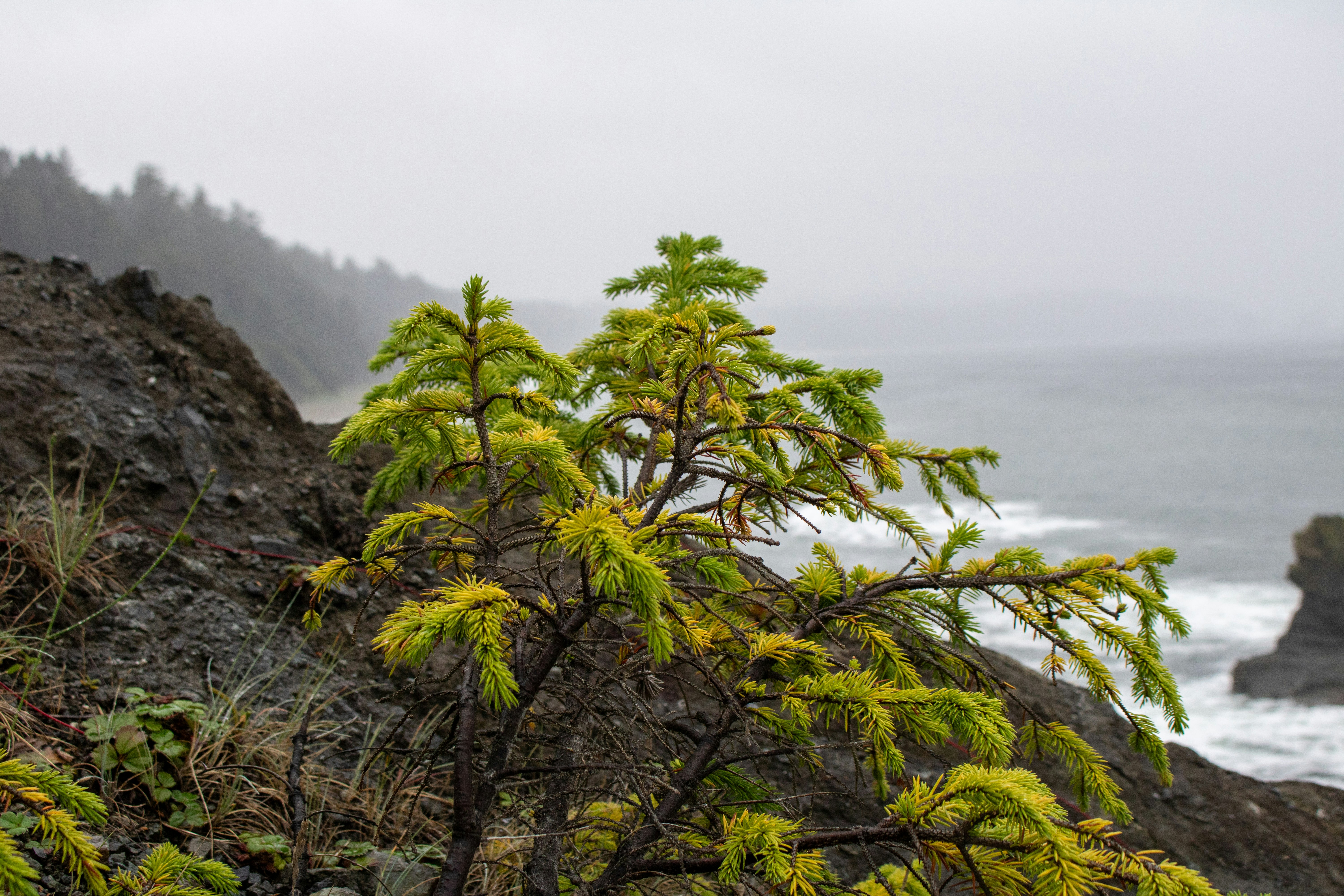 Luminous Cedar Against a Misty Cliffline