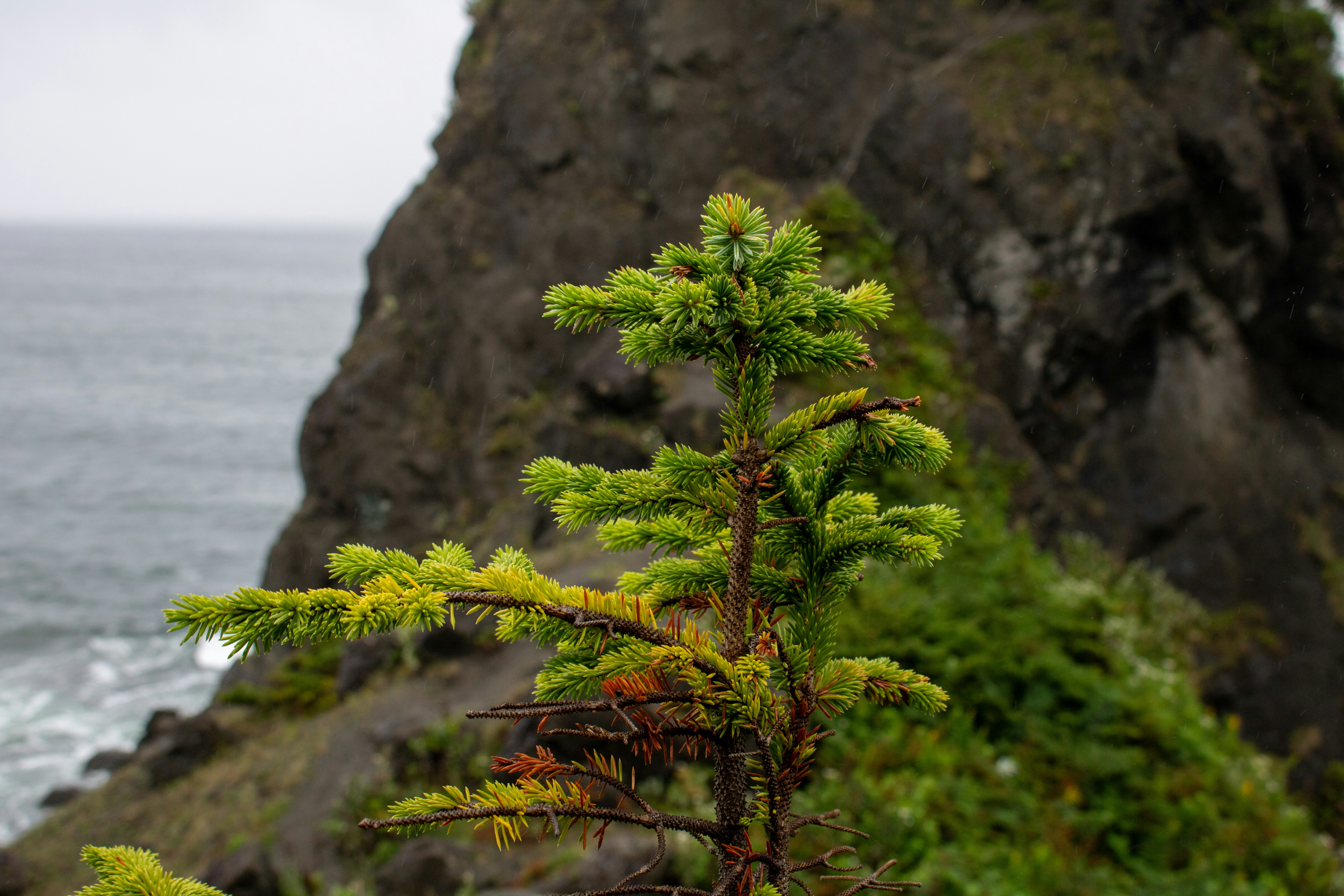Verdant Sprig Framing a Rugged Coastal Cliff