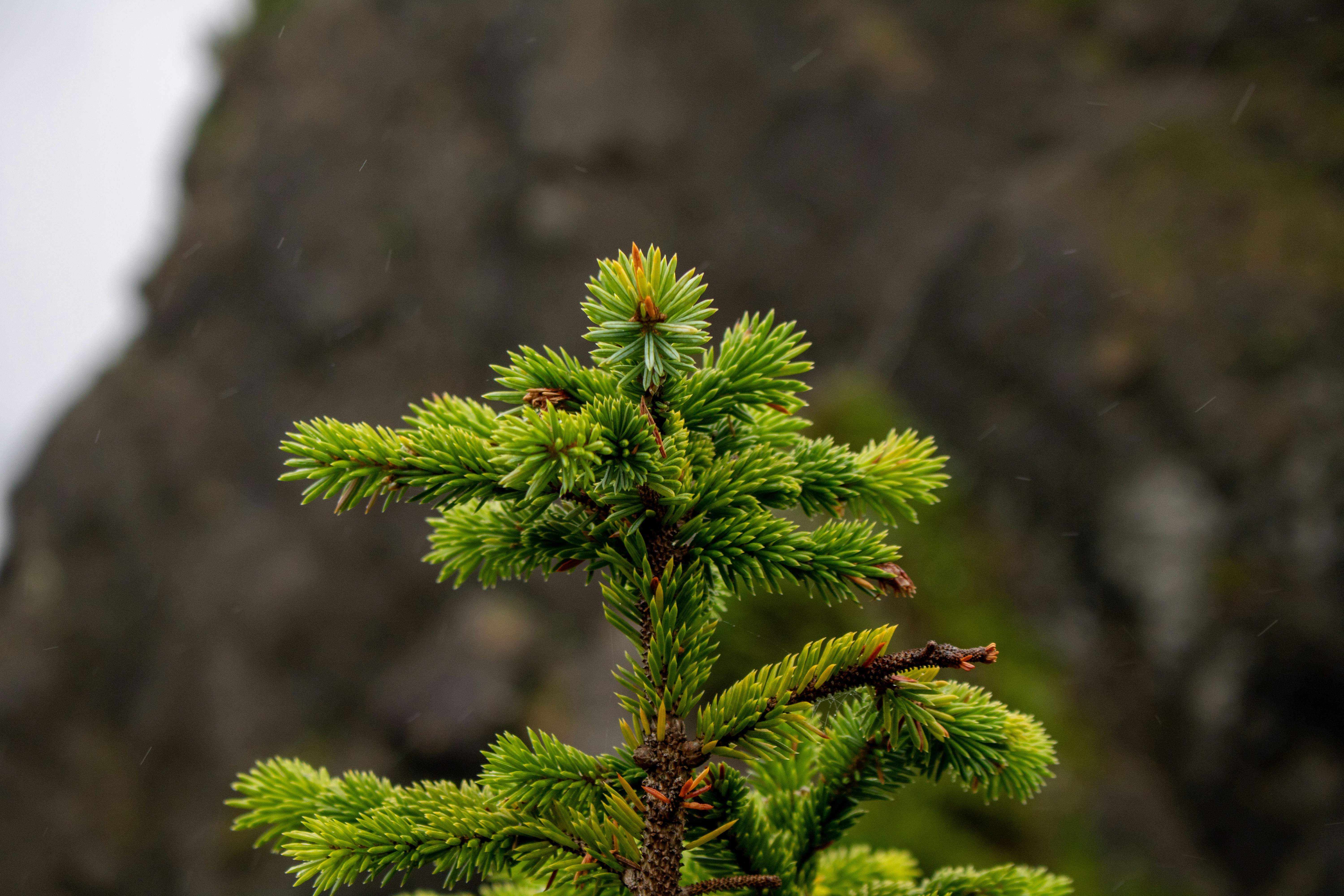 A close up of a pine tree with a mountain in the background photo ...