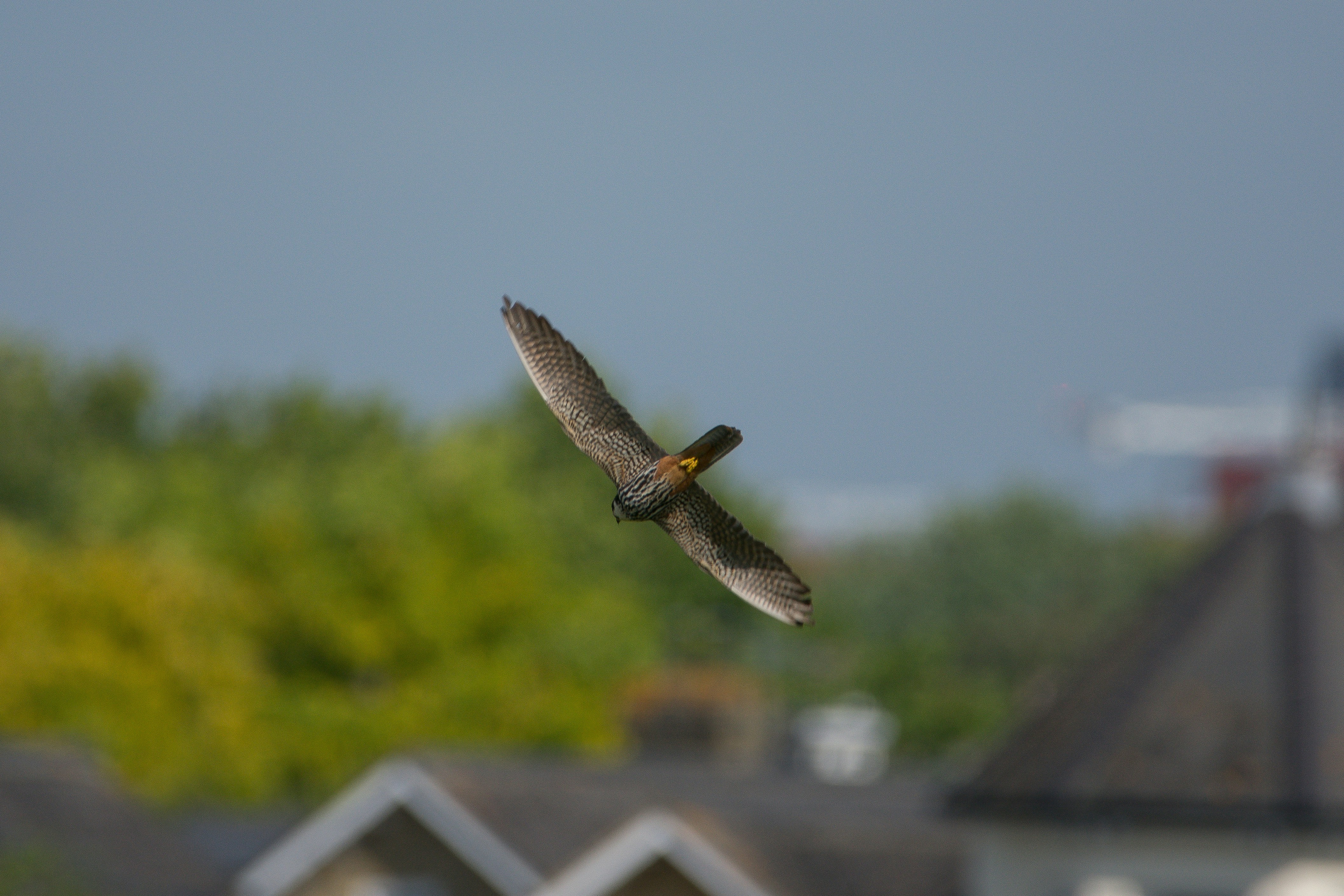 Raptor in Glide Over a Suburban Roofline