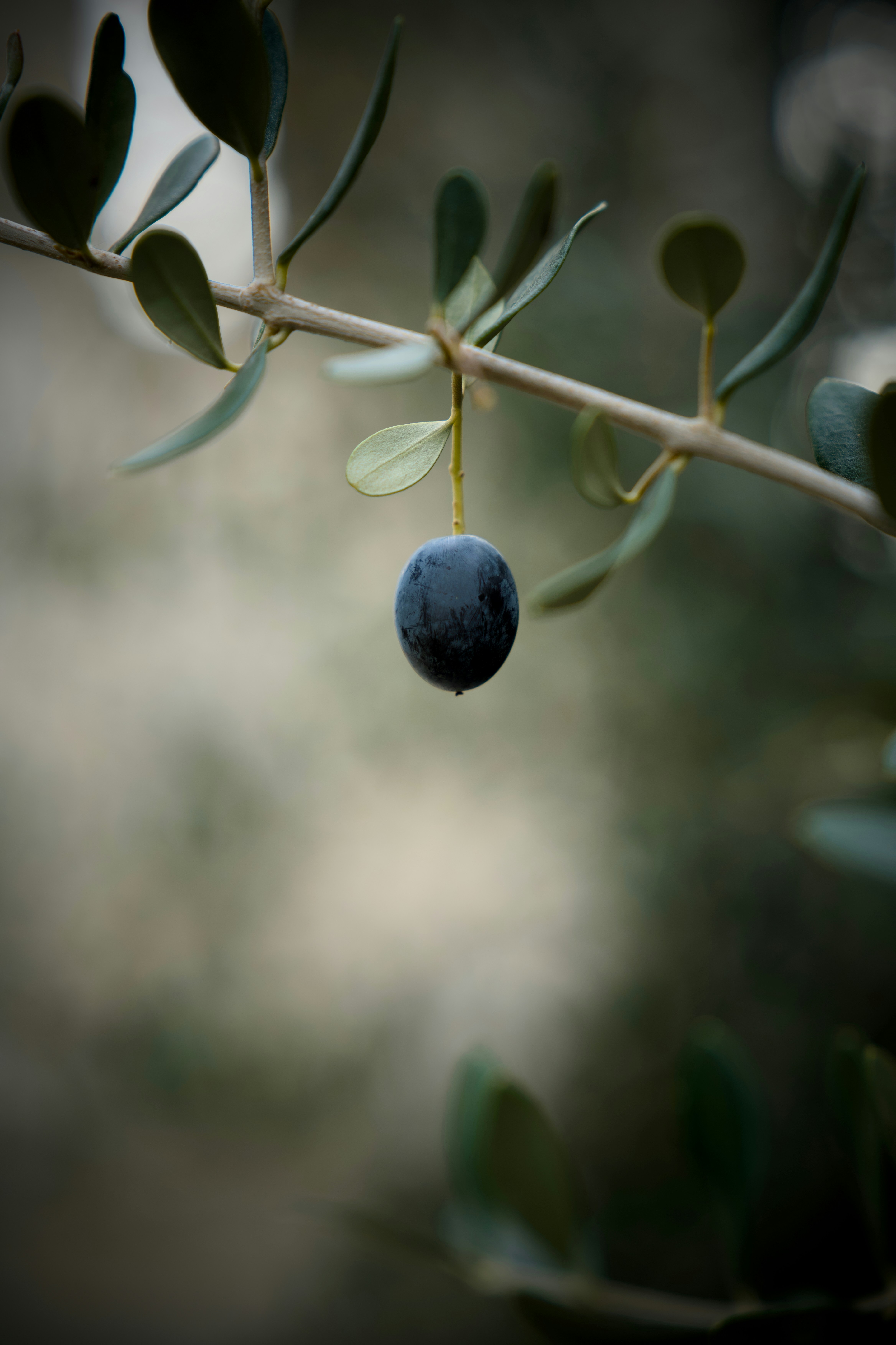 Black olive, Kavala Greece.