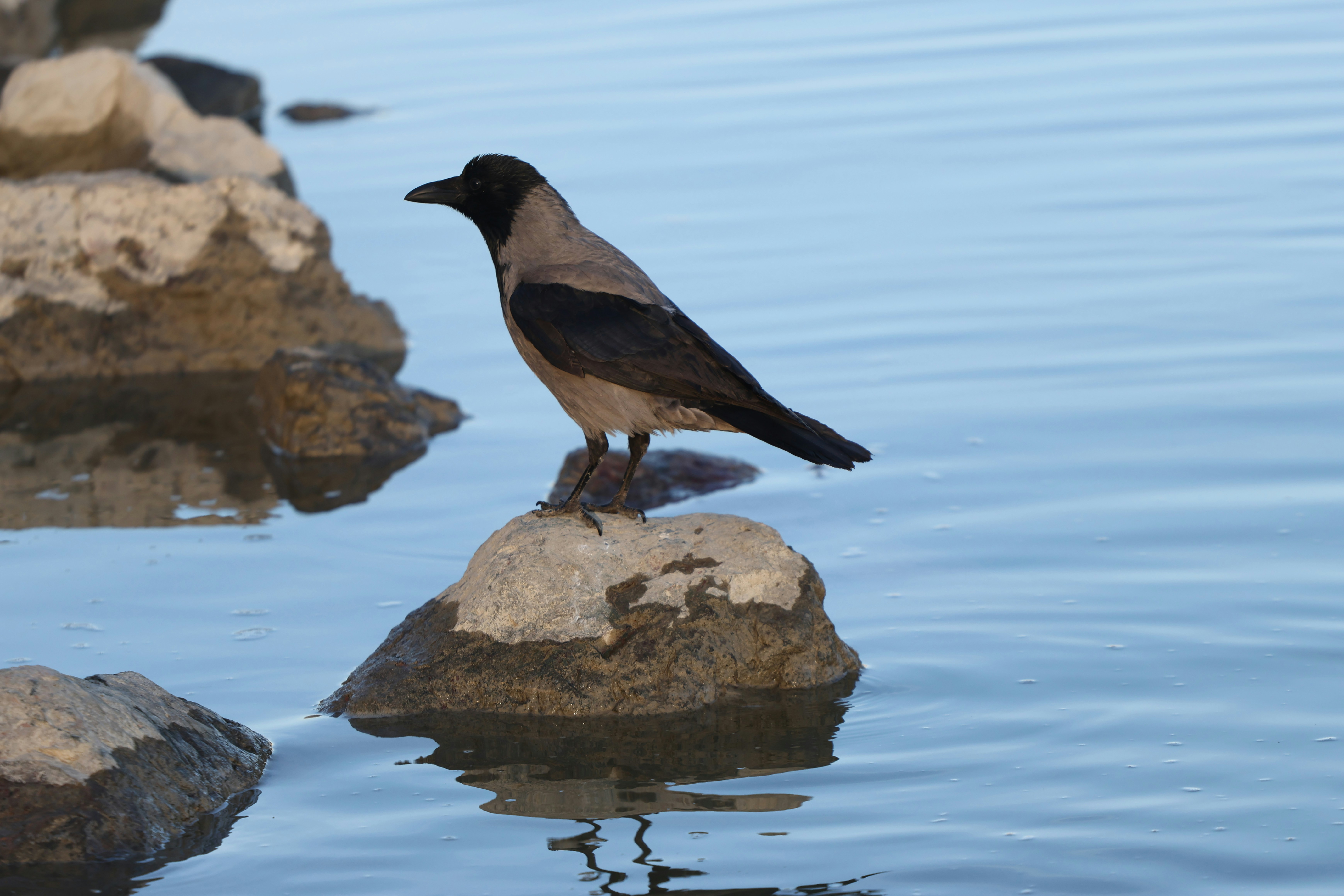 Lone Crow on a Quiet Stonescape by Glassy Water