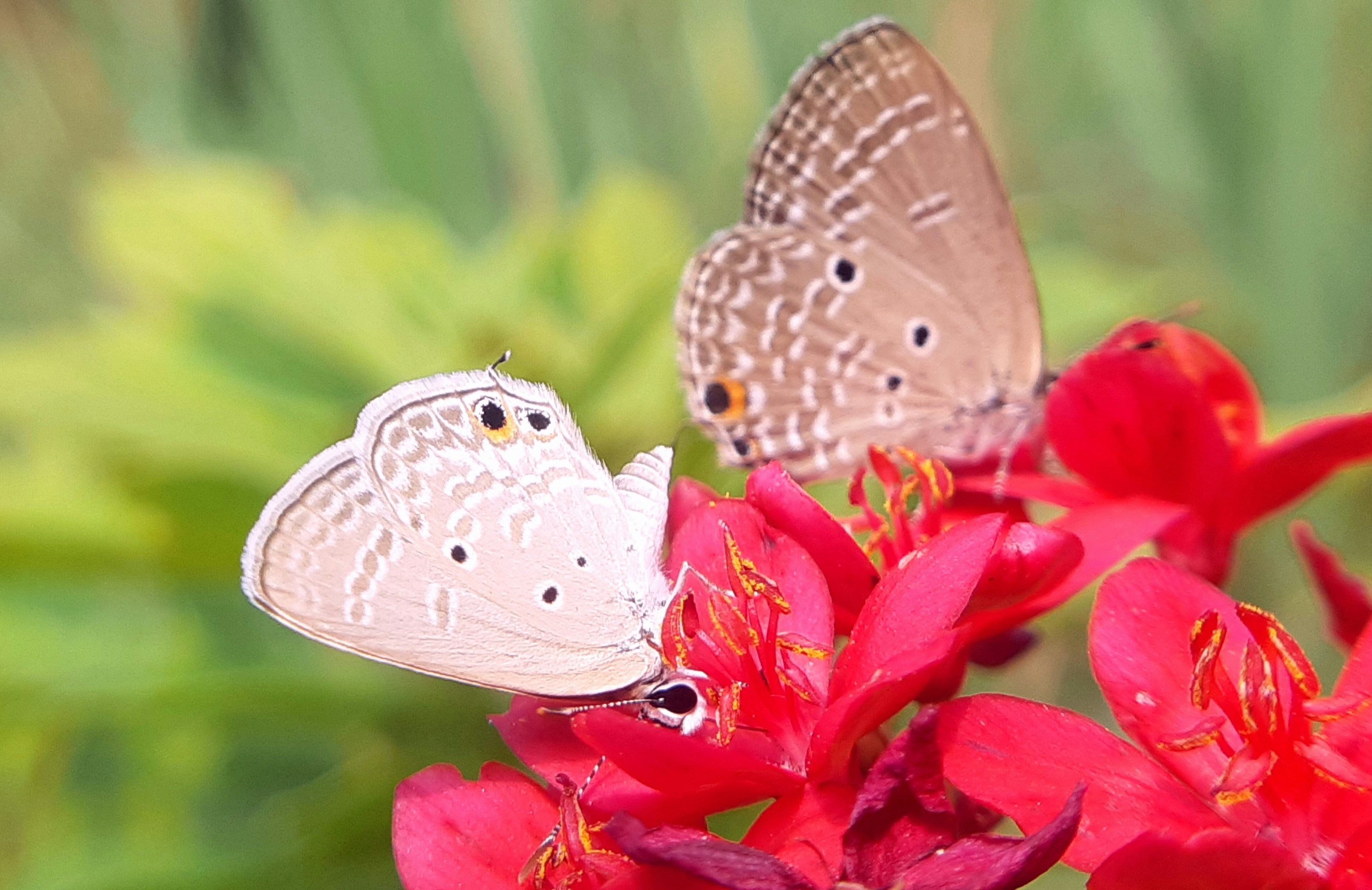 Two butterflies perched on vibrant red flowers with blurred green foliage in the background.