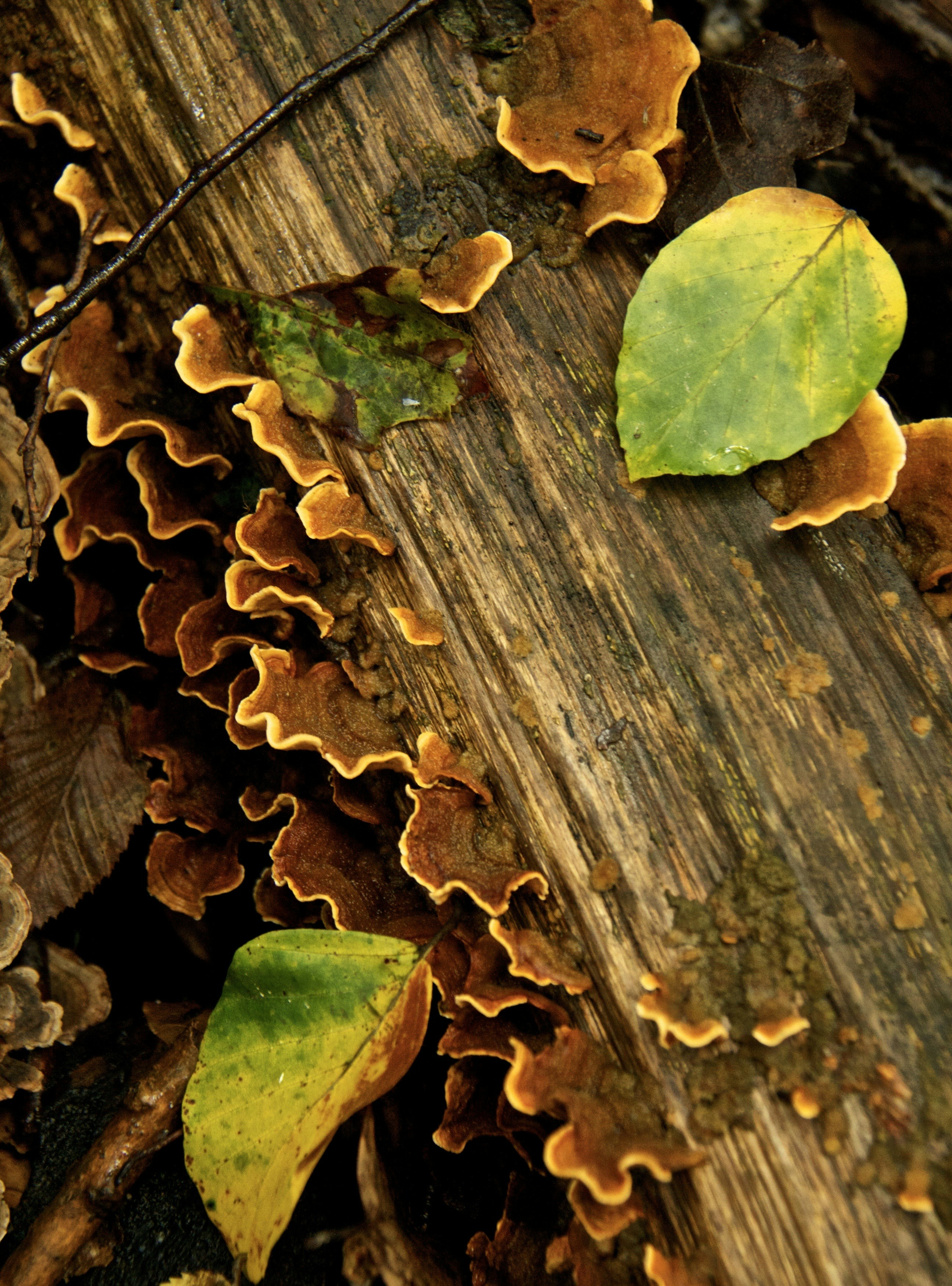 Photo by Mihály Köles with Canon EOS 400D