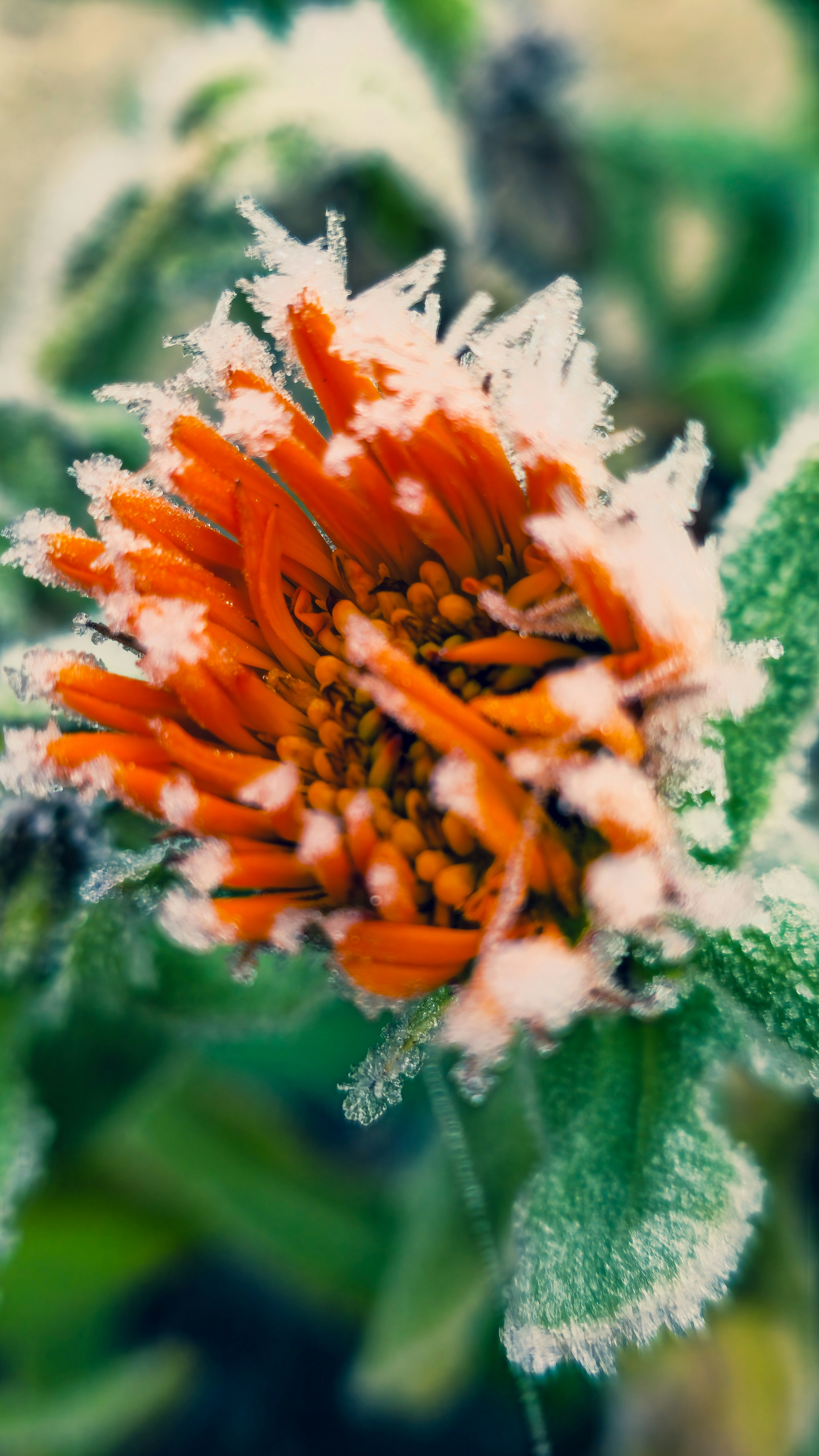 Frost-Edged Ember: Close-Up of a Frost-Kissed Orange Bloom