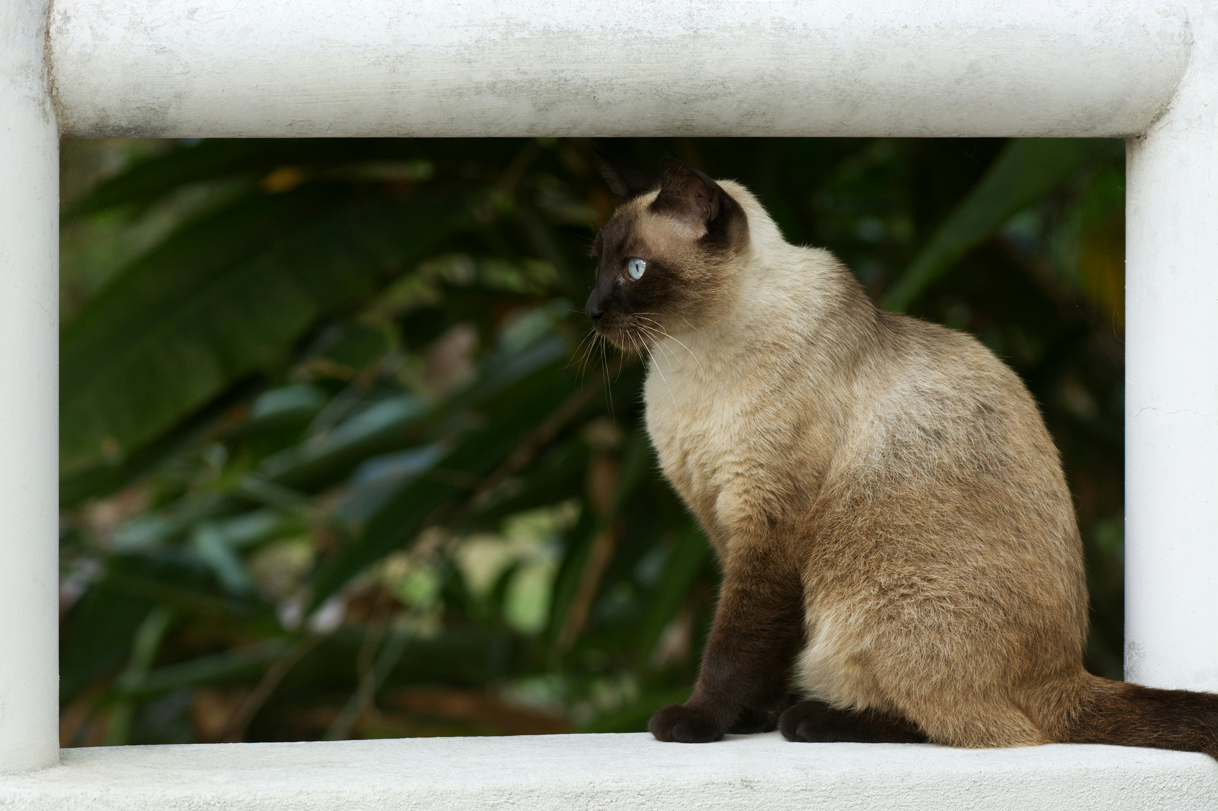 Un chat siamois assis sur un pilier blanc photo – Image gratuite de ...