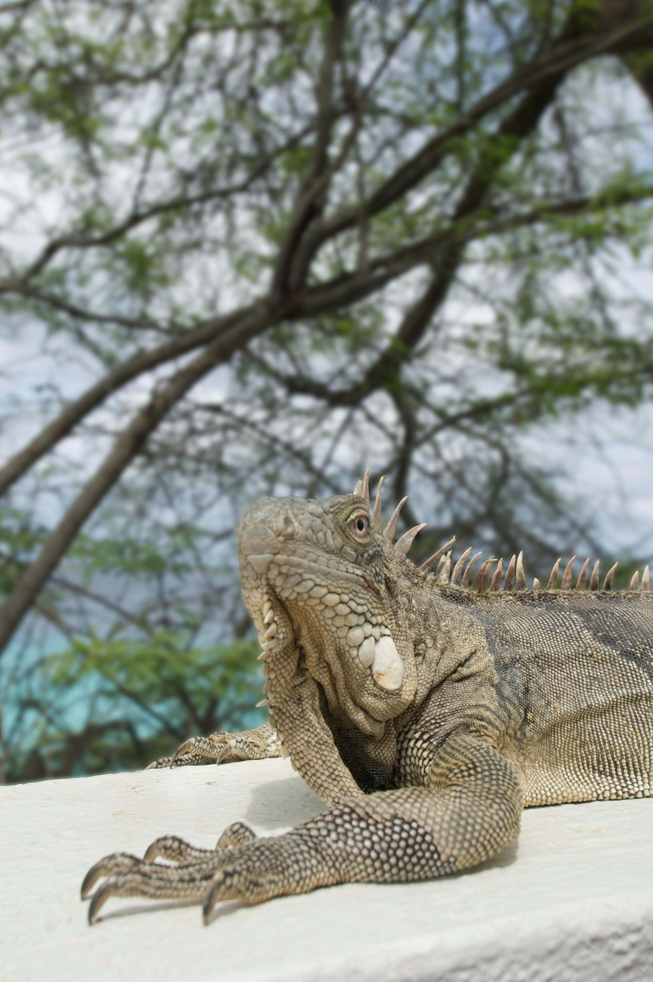 Iguana in Focus: Spiked Guardian on a Sunlit Ledge
