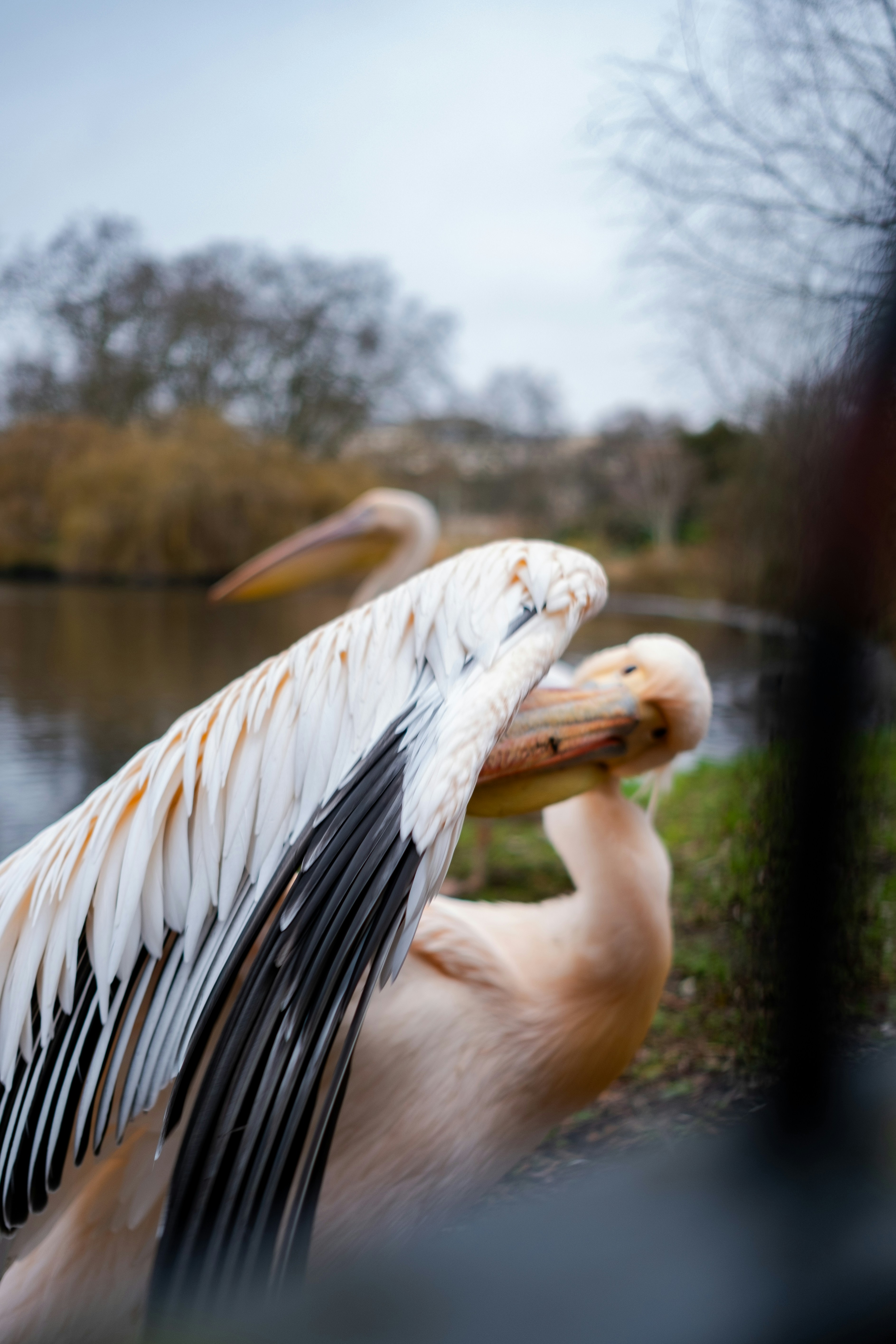 Elegance in Flight: A Pelican’s Primal Gesture by the Lake