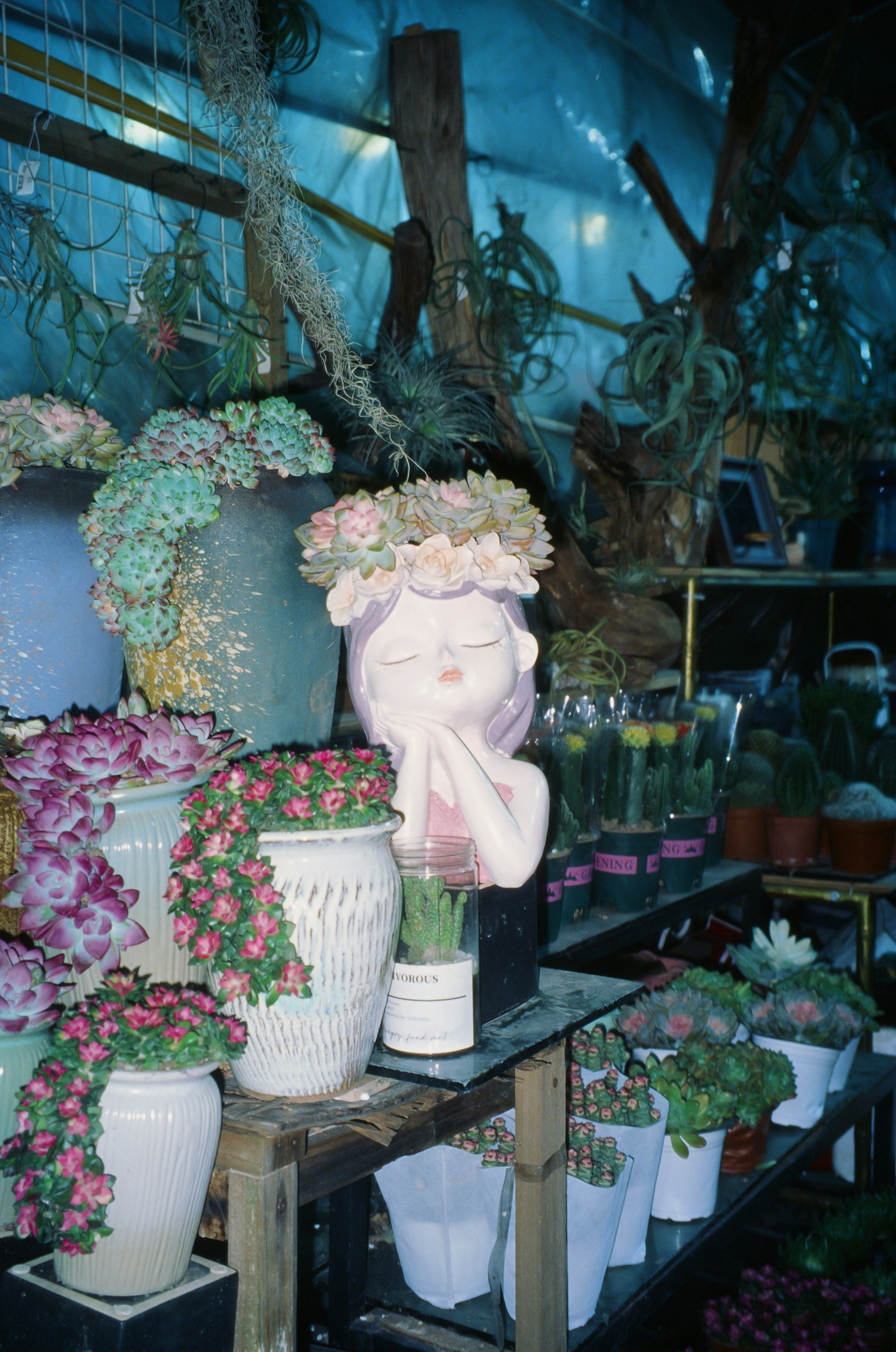 Flower-Crowned Sleep Figure Presiding Over a Succulent Display