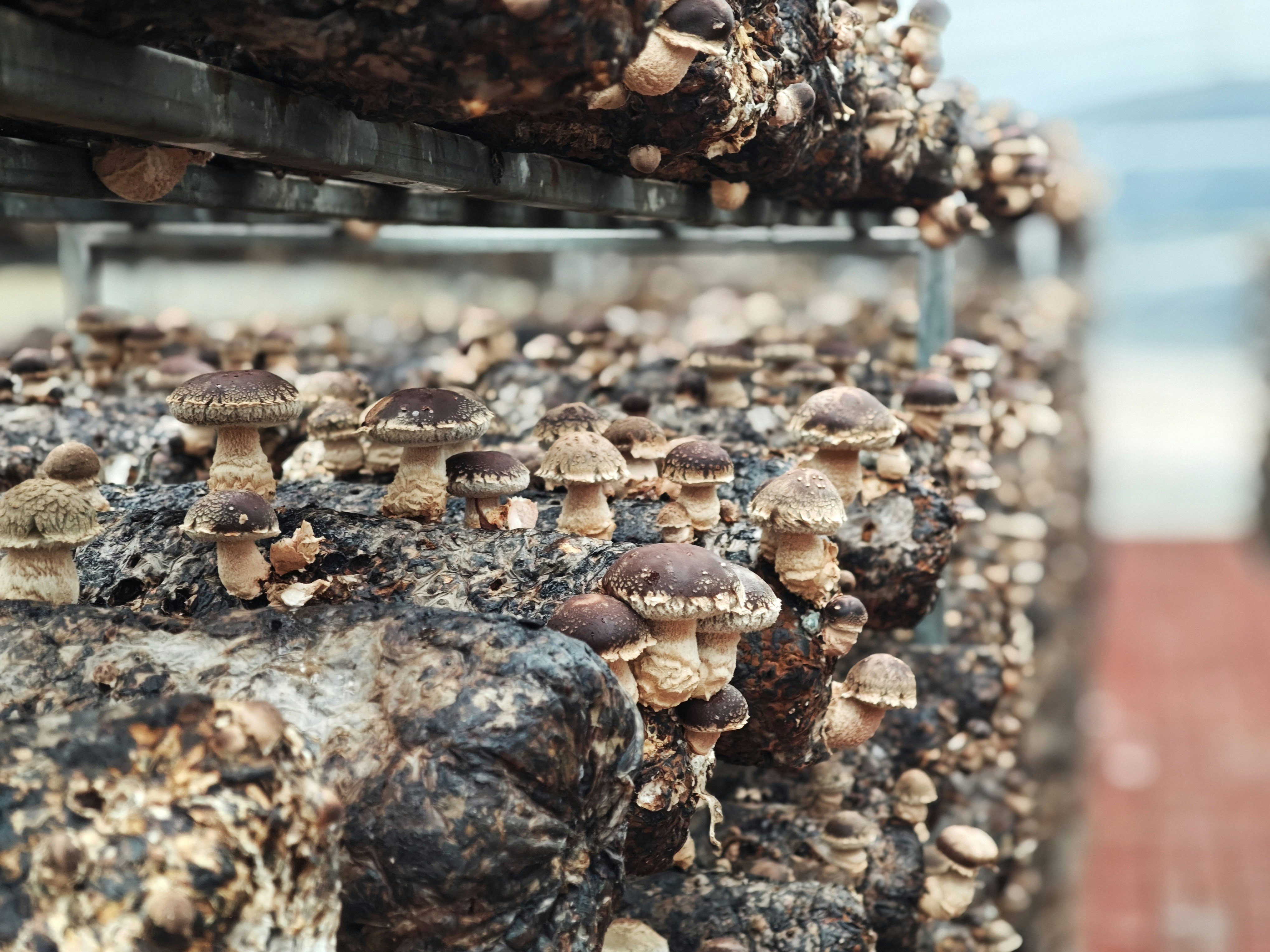 Sample photo from Xiaomi 14