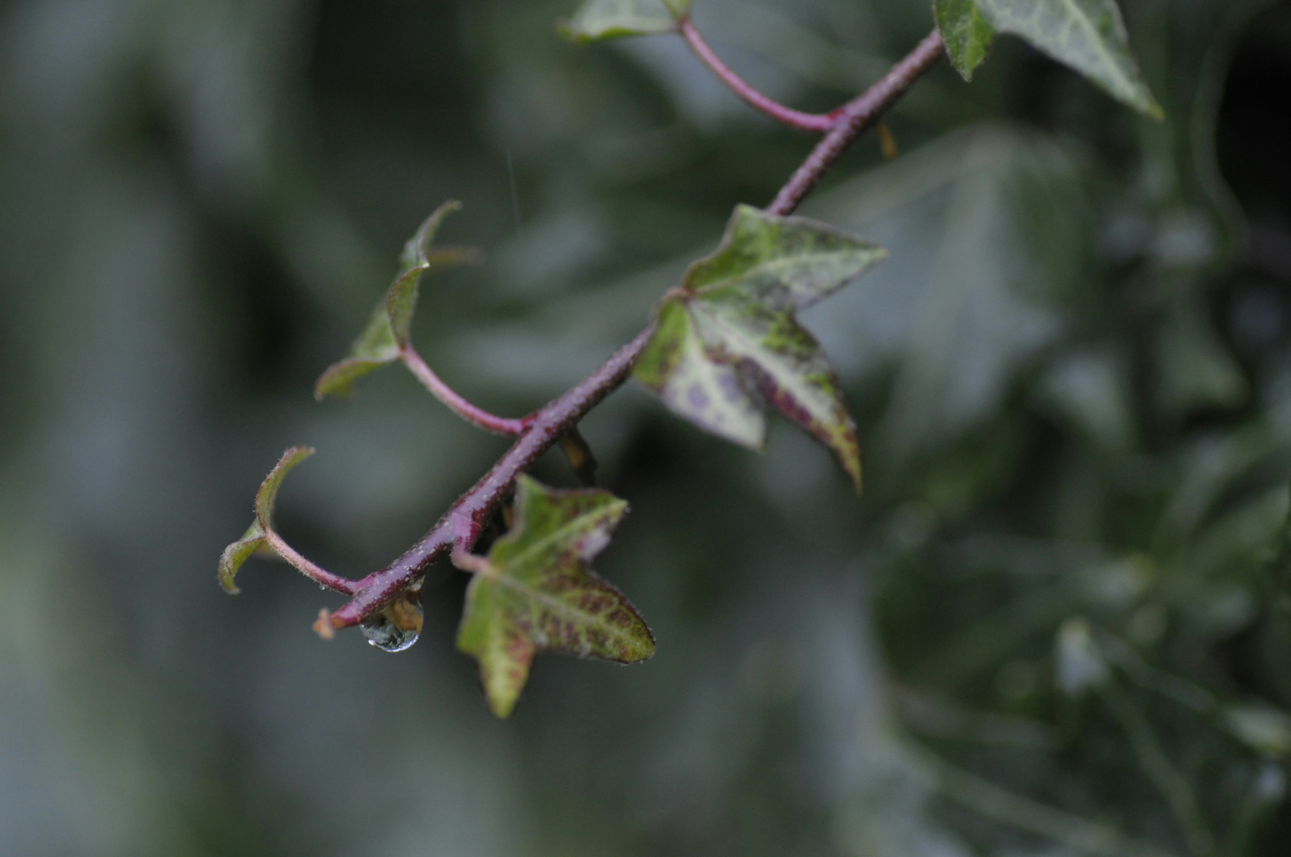 Dew Bead on a Maroon-Threaded Leaf, Framed by Soft Foliage