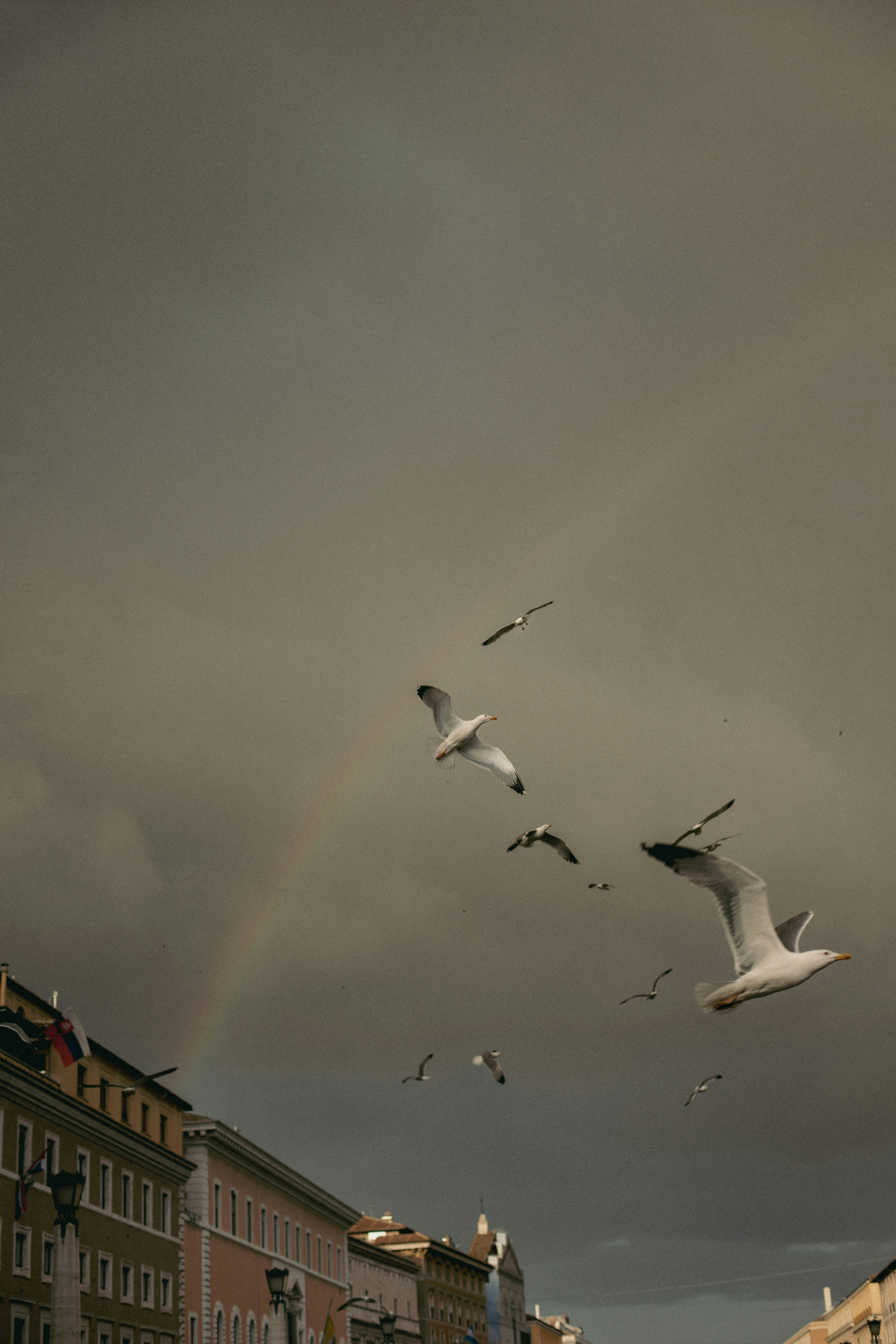 Gulls in Flight Beneath a Rainbow Over a Historic Waterfront