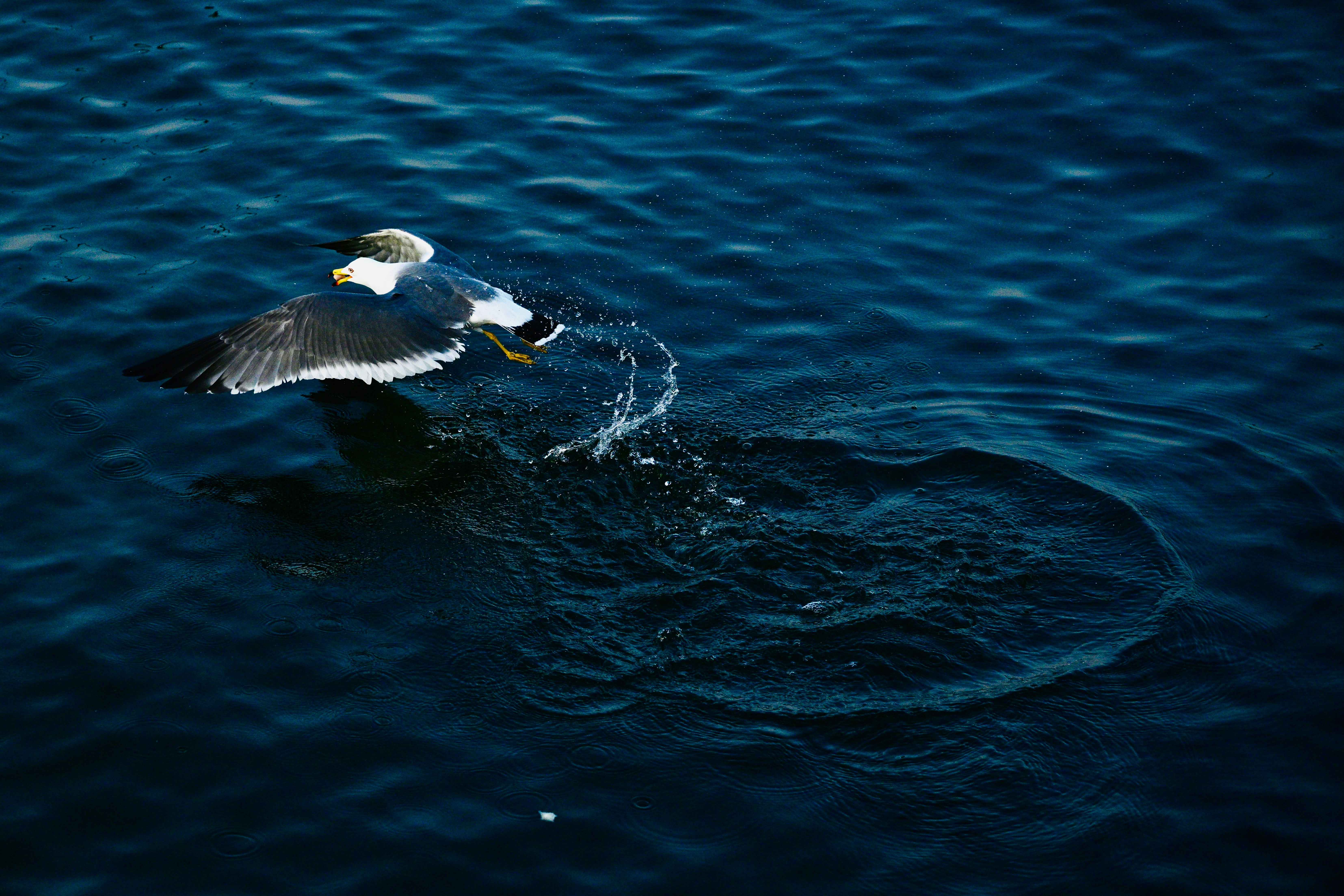 A seagull splashes water on the surface of the ocean photo – Free Sea ...