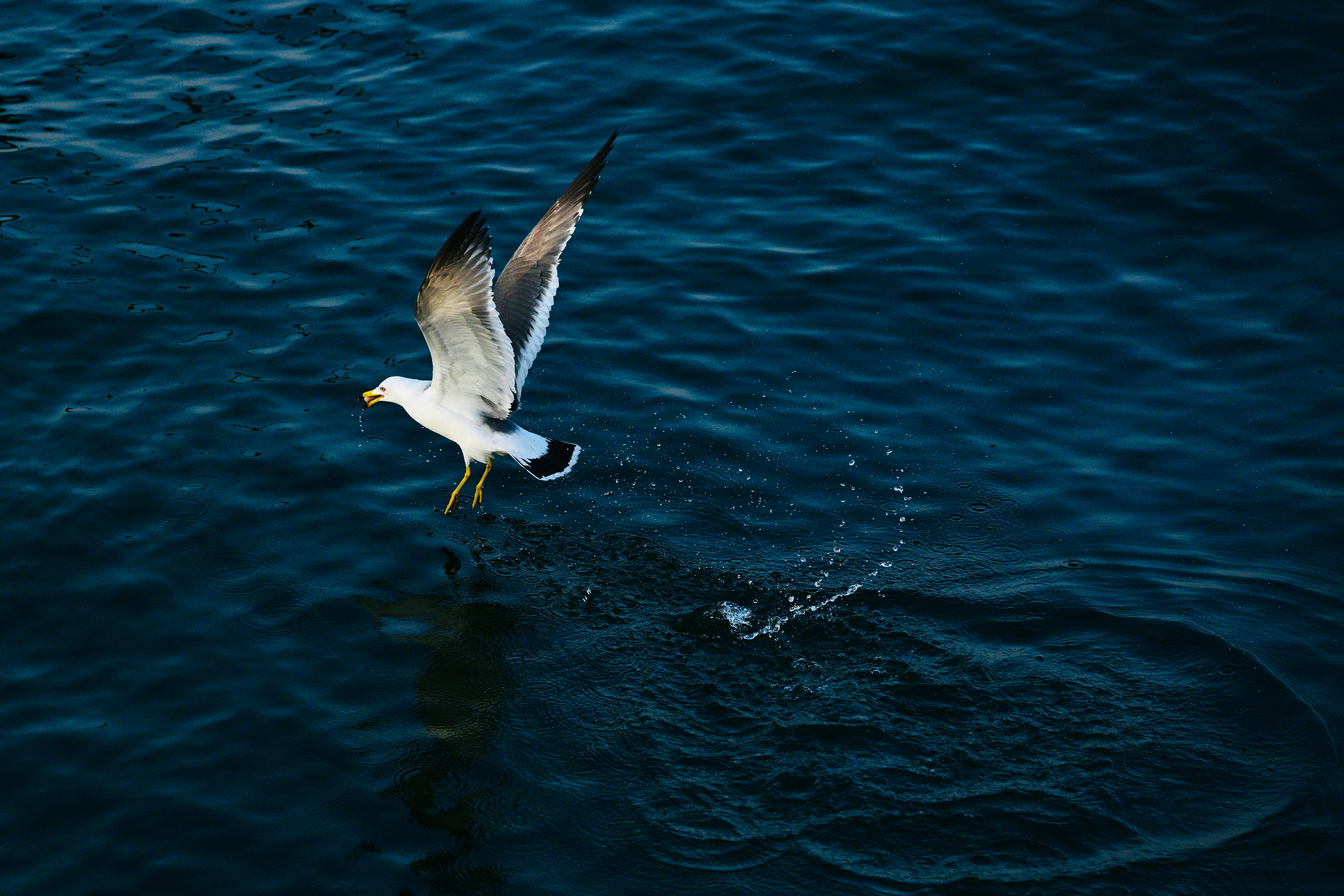 A seagull flying over a body of water photo – Free Animal Image on Unsplash