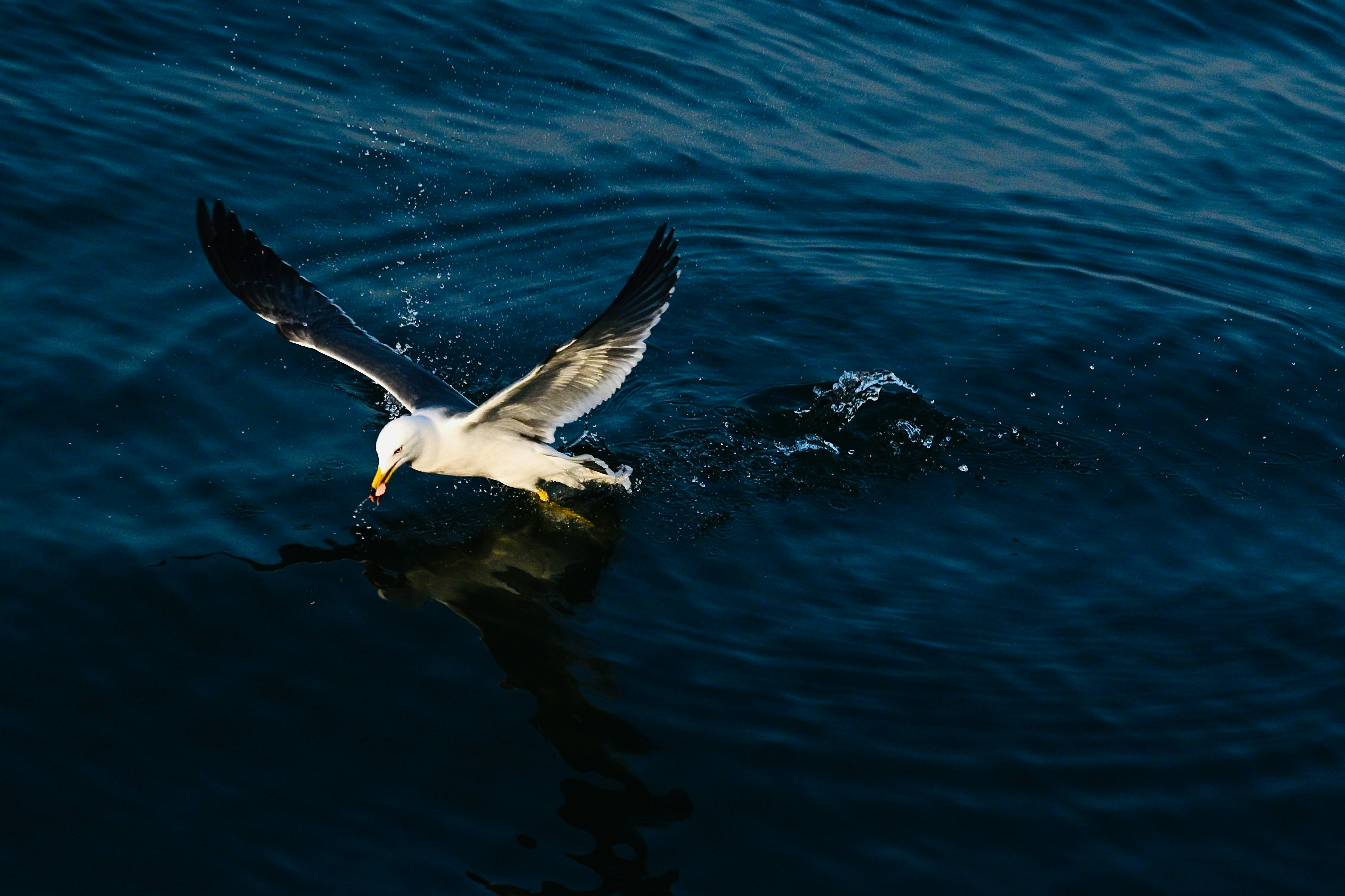 A seagull flying over a body of water photo – Free Animal Image on Unsplash