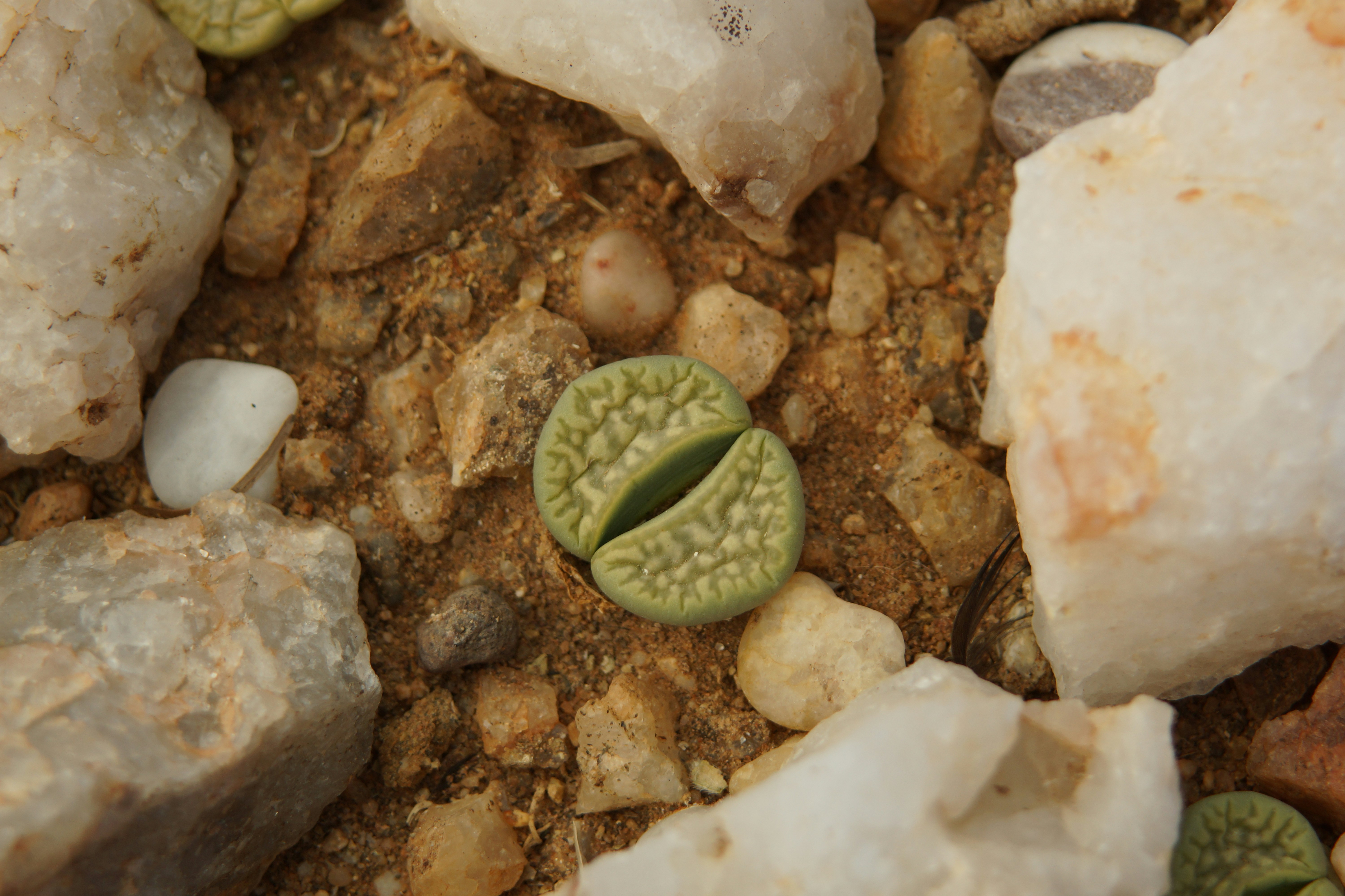 Hidden Gems of the Desert Floor
