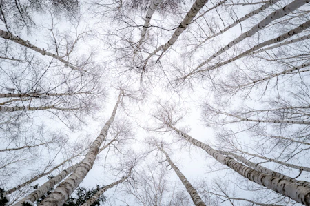 Skyward Symphony of Birch